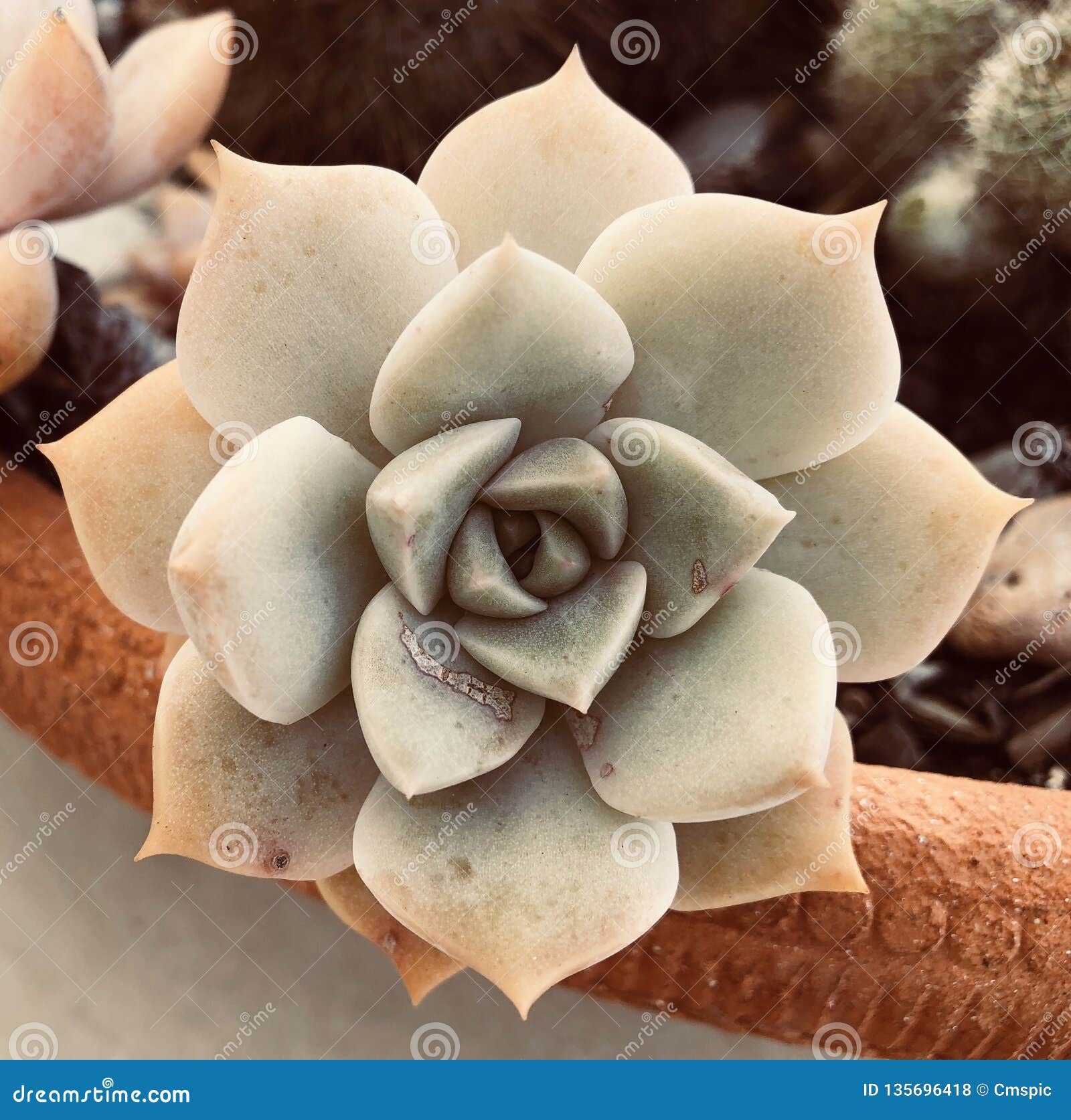 Single rose shape cactus stock photo. Image of garden - 135696418