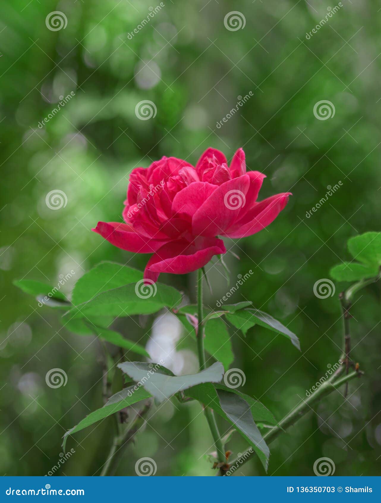 Single Rose Side View stock image. Image of bloom, plant - 136350703