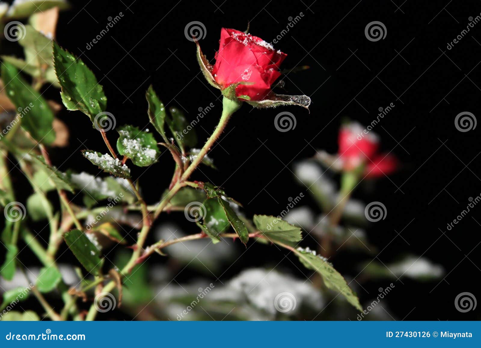 Single Rose in the Snow at Night Stock Photo - Image of rose, nature ...