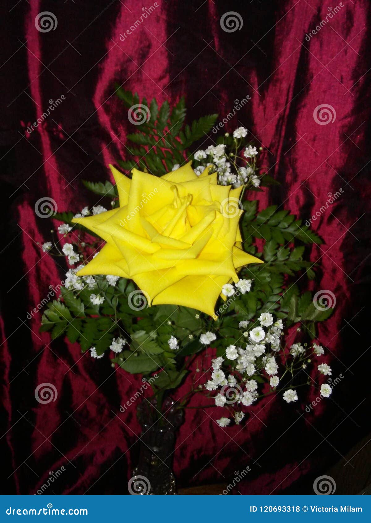 Single Rose stock photo. Image of gift, rose, dear, flower - 120693318
