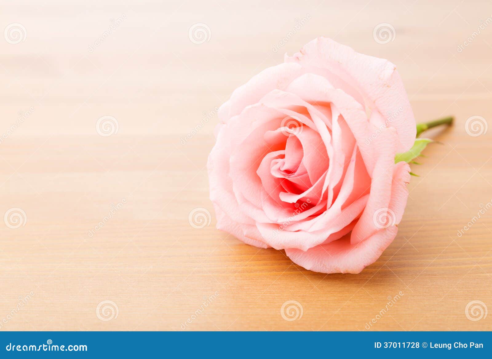 Single Rose On Table