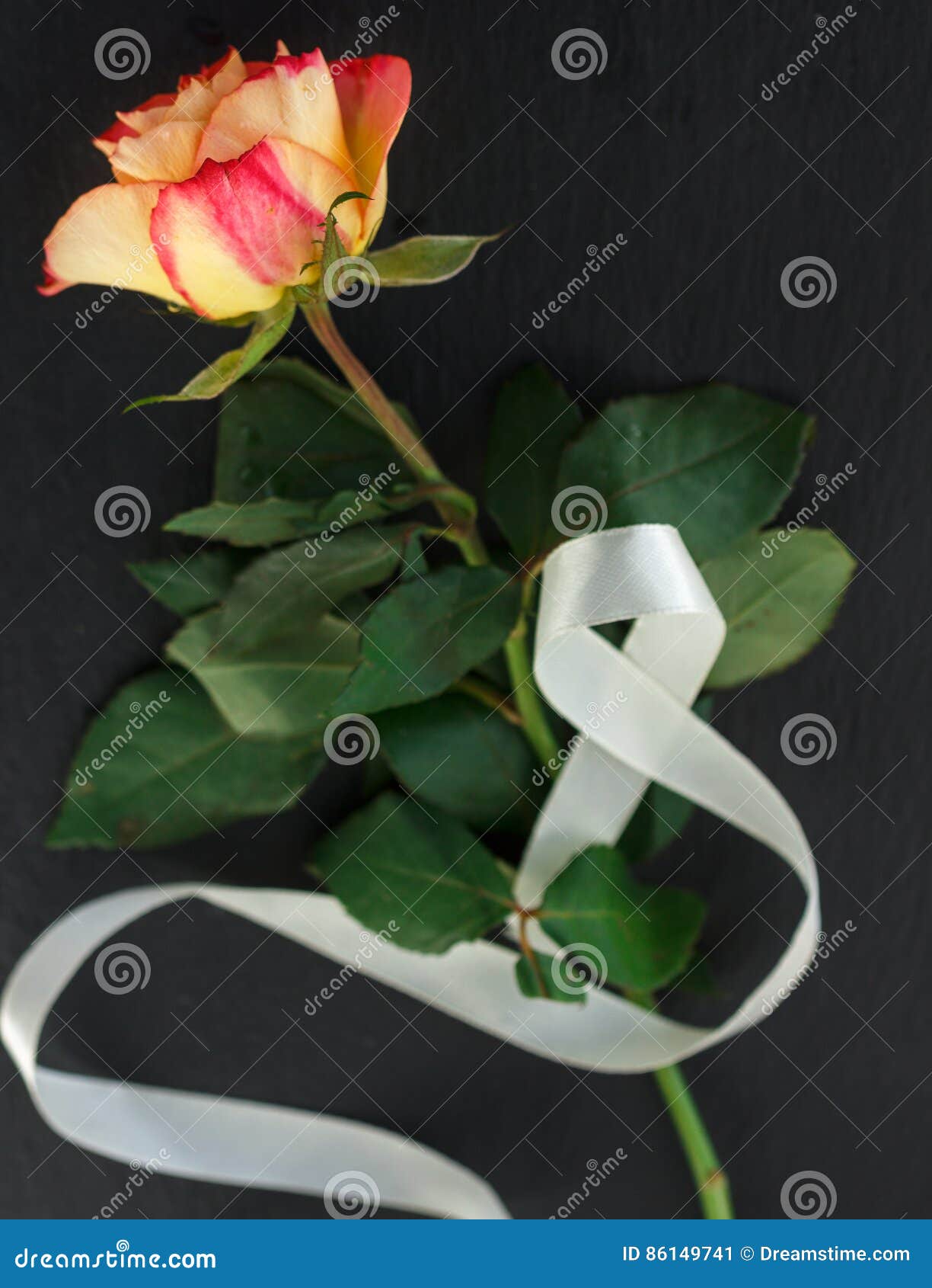 Single Rose Vertically with Ribbon Stock Image - Image of vertically ...