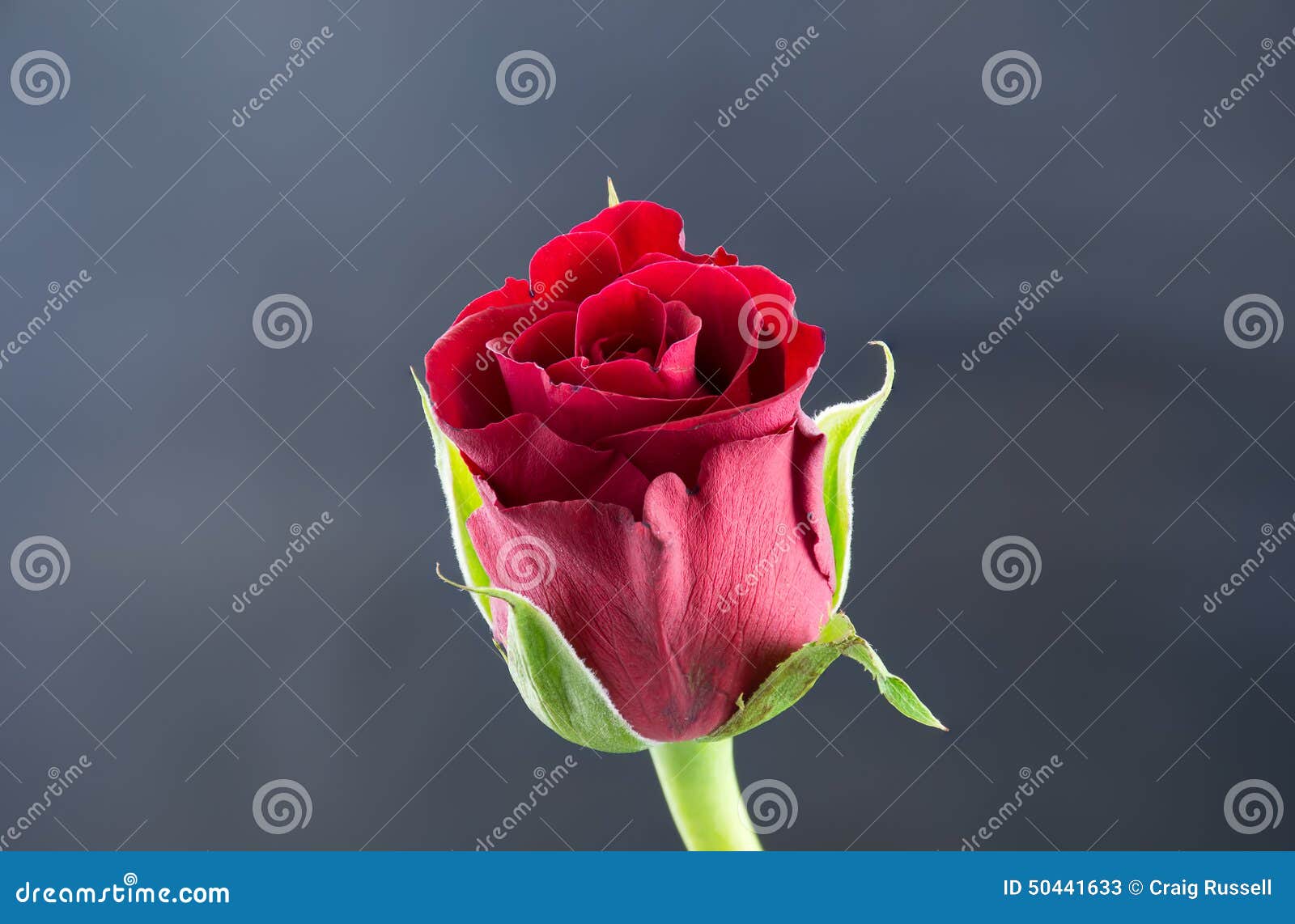 Single Rose Viewed from the Side Stock Image - Image of petal, nature ...