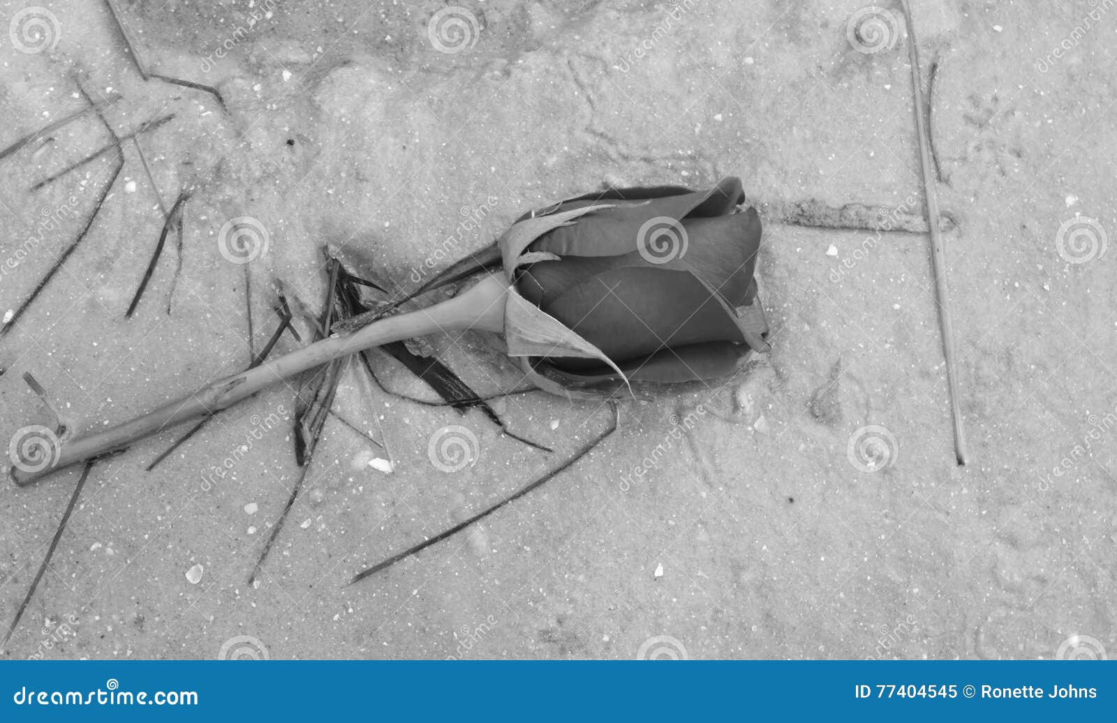 Single Rose Washed Up on the Beach Stock Image - Image of stem, drops ...