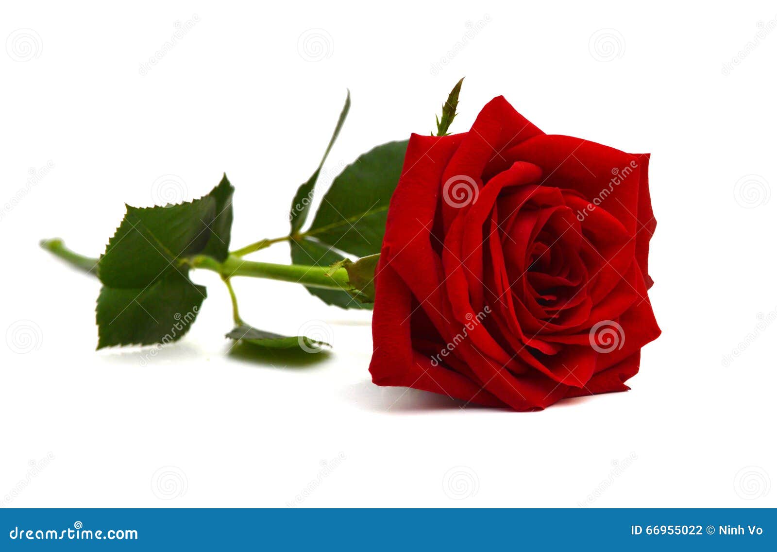 Single rose stock photo. Image of beauty, simplicity - 66955022