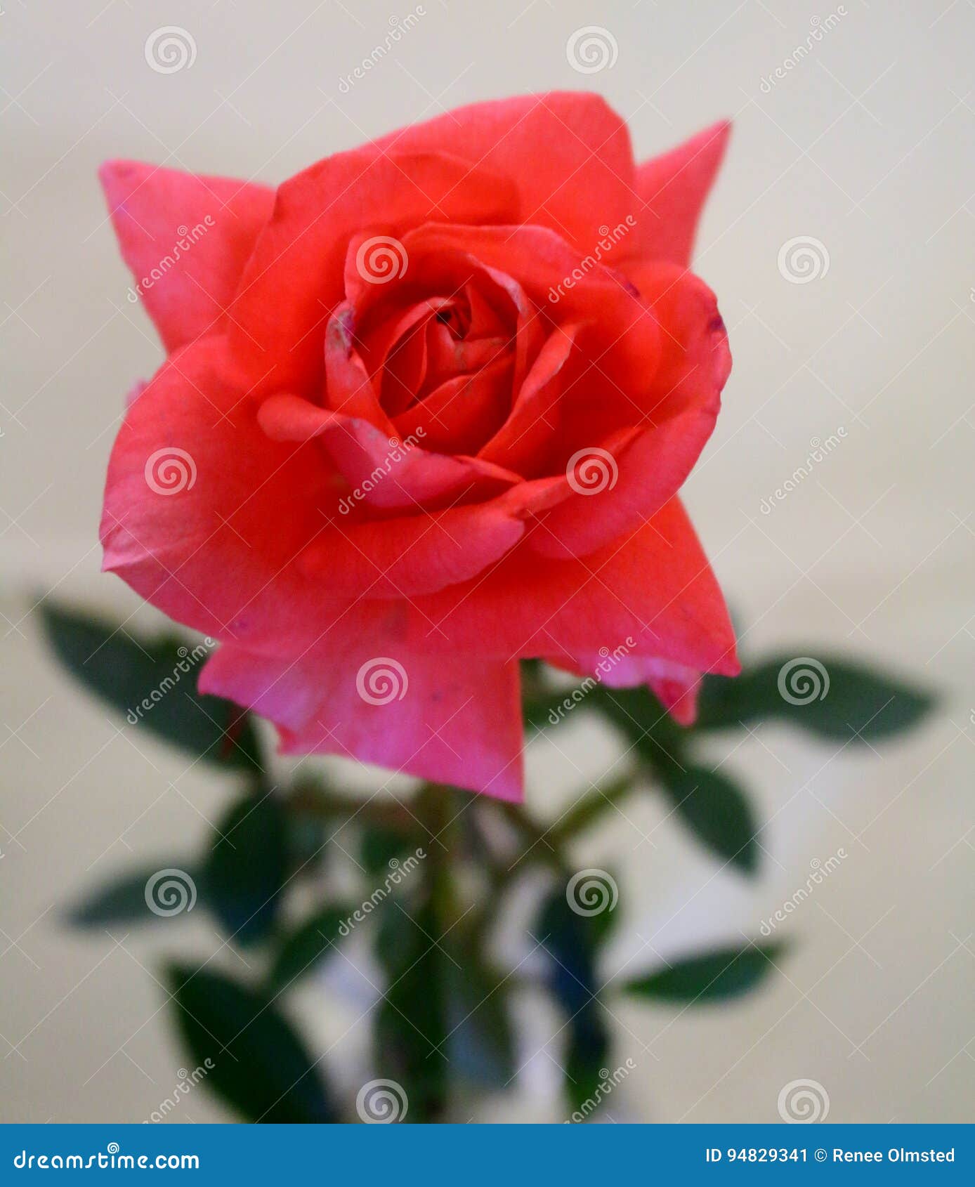 Single rosebud stock image. Image of blooming, rosebud - 94829341