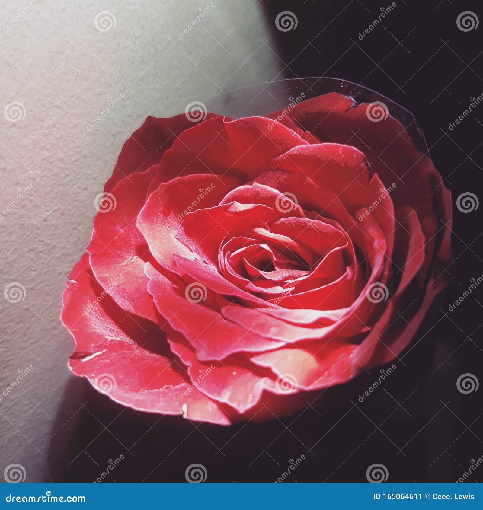 Single Rosy Red stock image. Image of flower, rosy, rose - 165064611