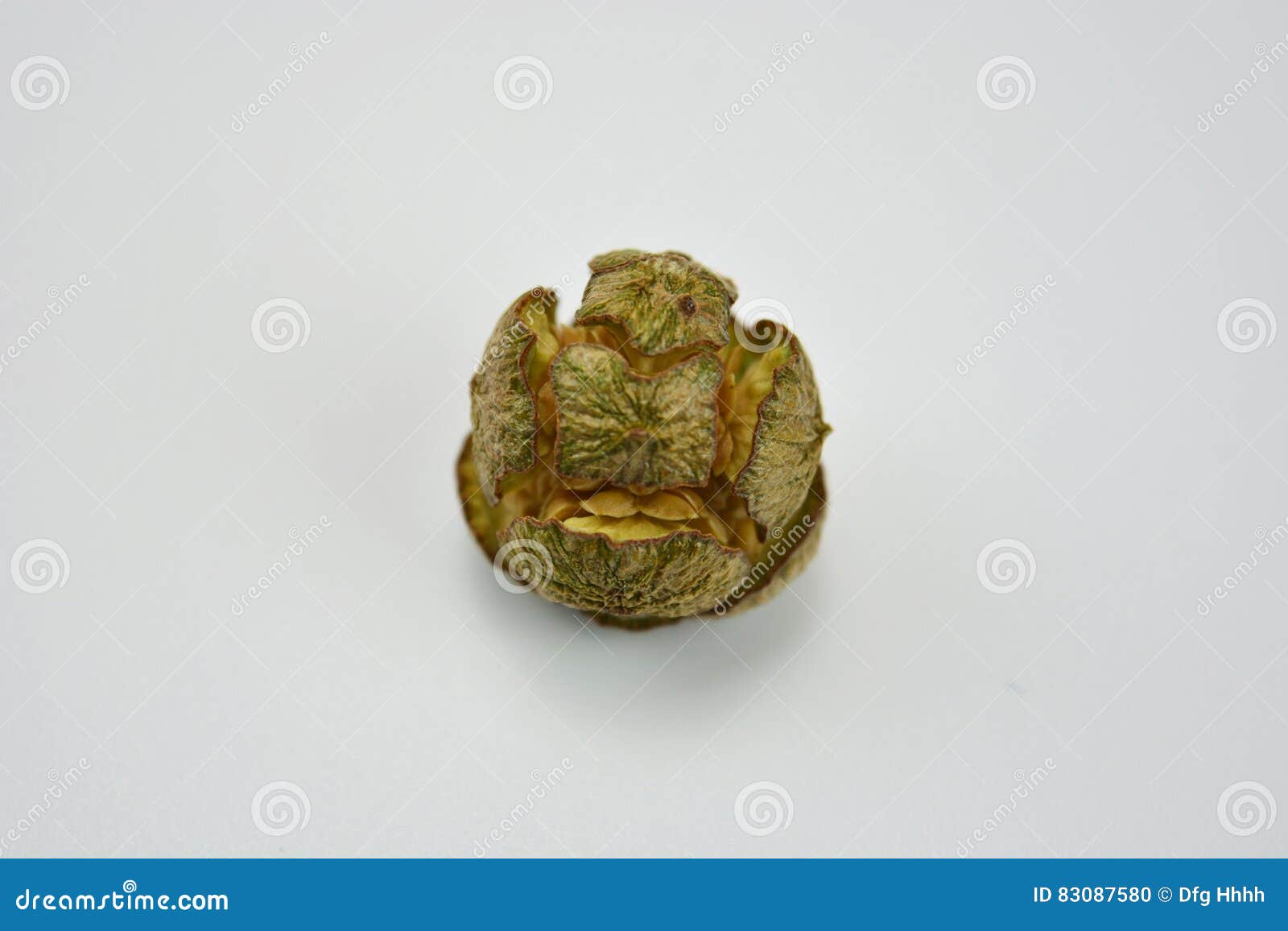 Single round strobile stock photo. Image of nature, cells - 83087580