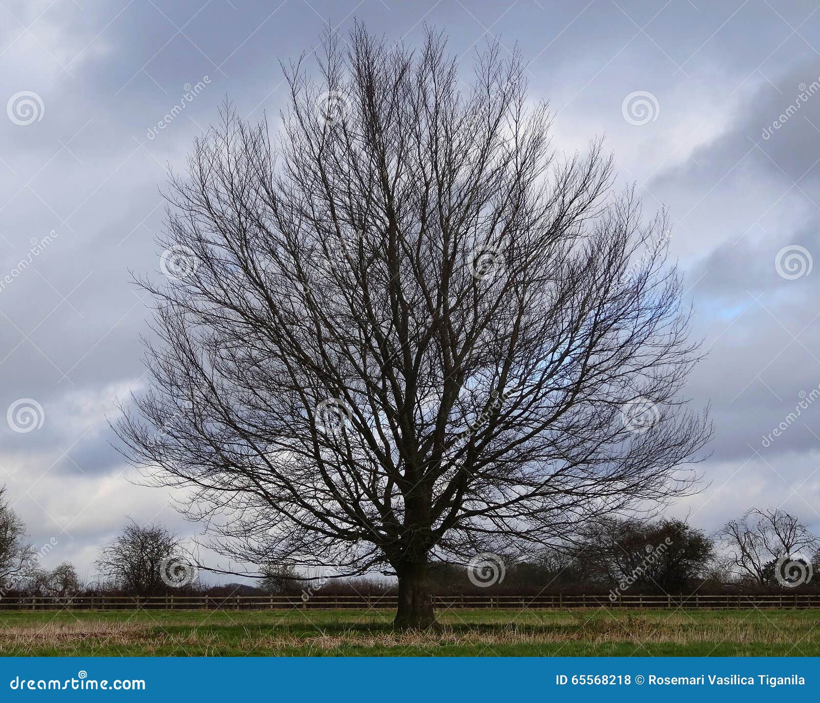 Single Round Tree with Bare Branches Stock Photo - Image of season ...
