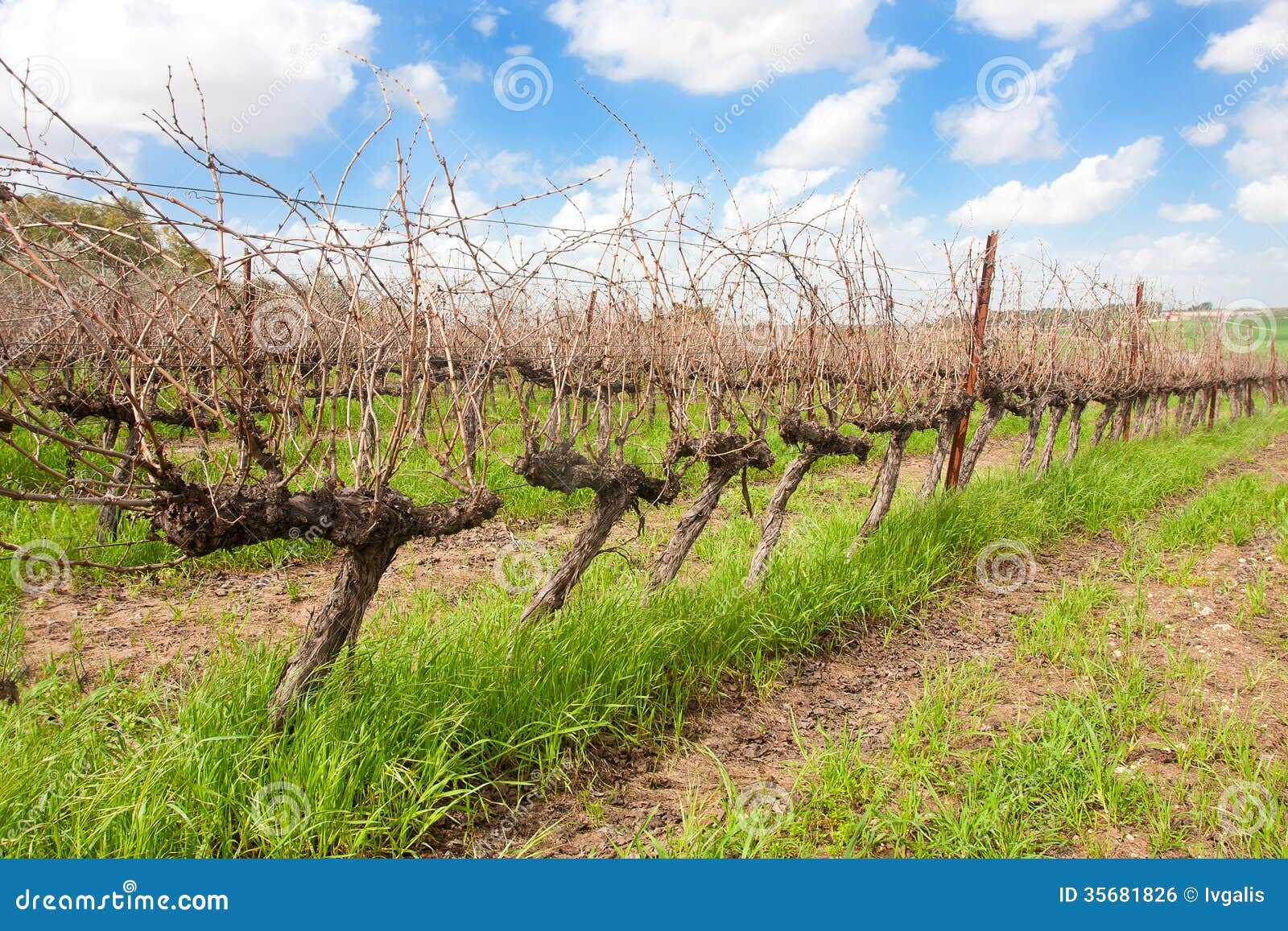 Single row in a vineyard stock photo. Image of picturesque - 35681826