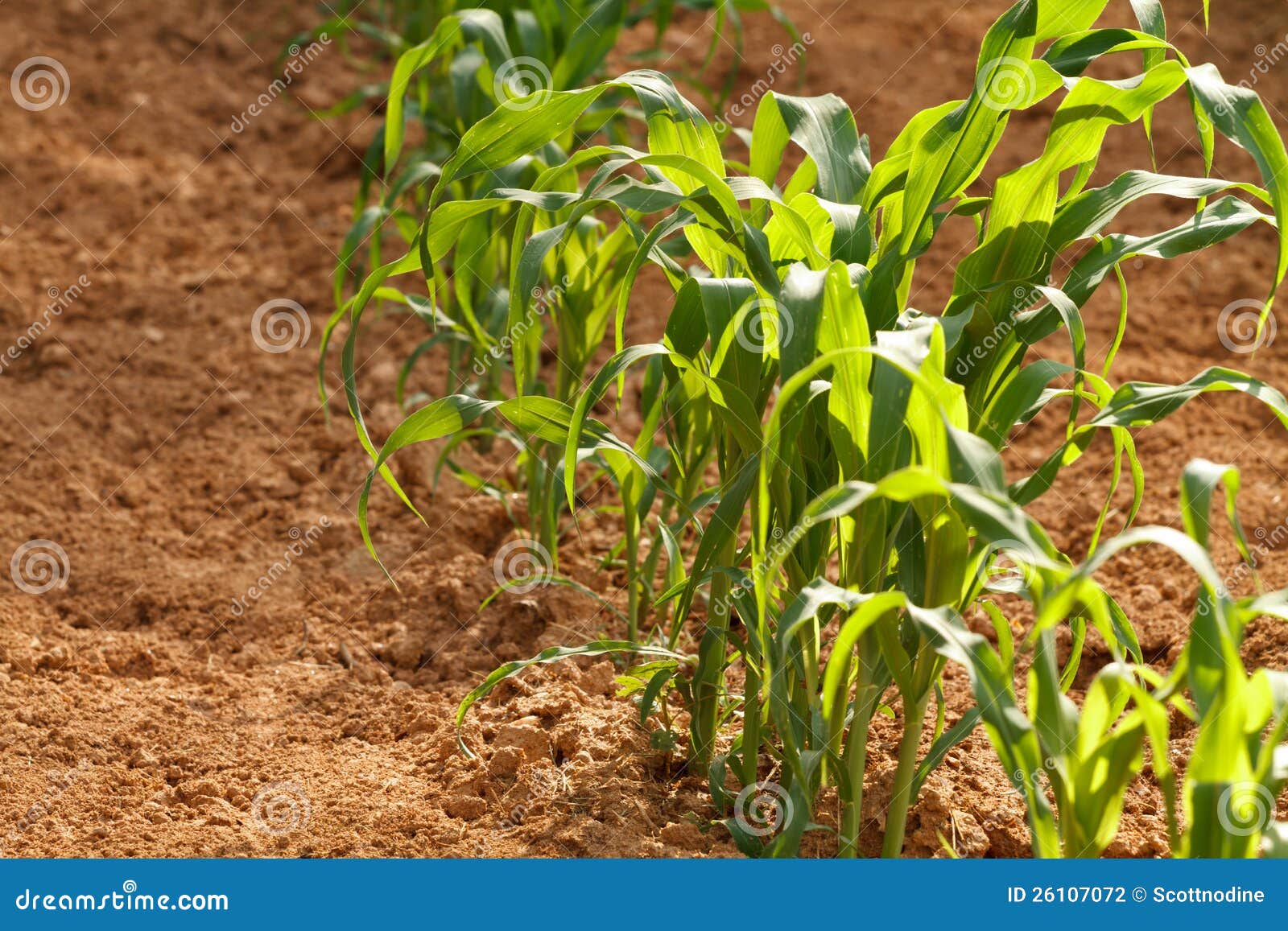 Single Row of Young Corn Plants in a Home Garden Stock Photo - Image of ...