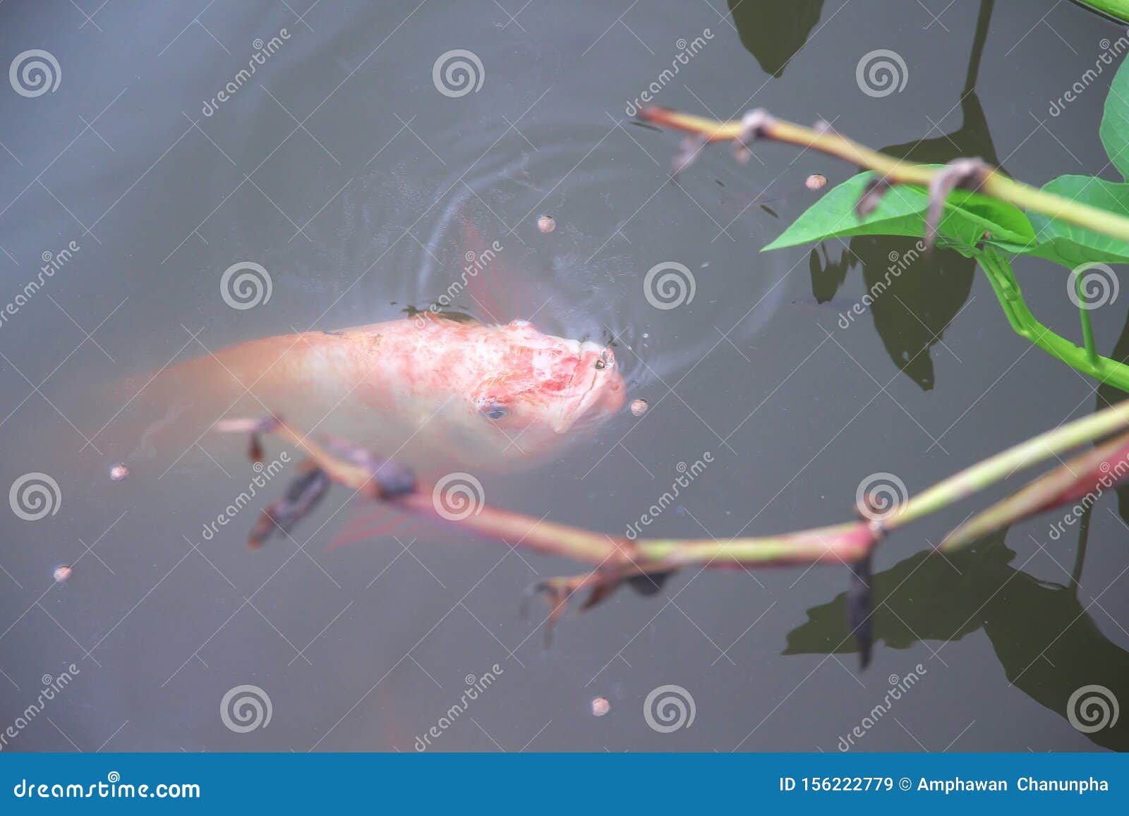 Single Ruby Fish Eating Food in Natural Pond Stock Image - Image of ...