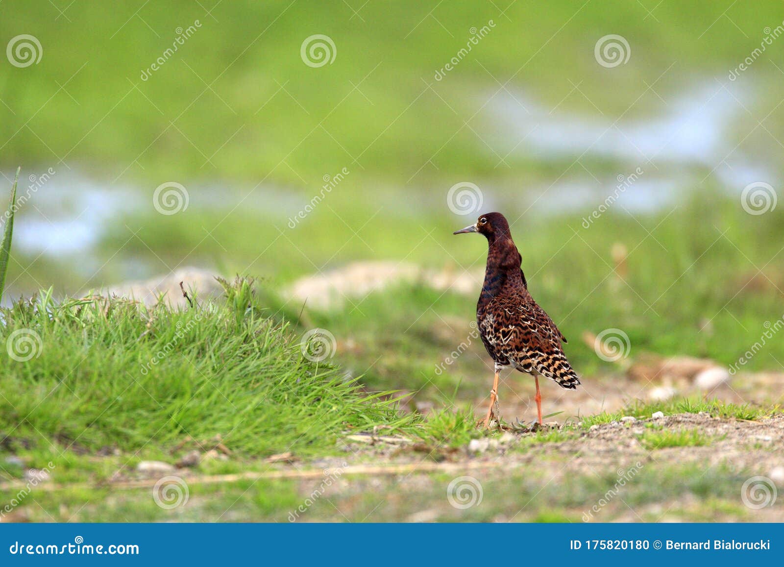 Single Ruff Bird on Grassy Wetlands during a Spring Nesting Period ...