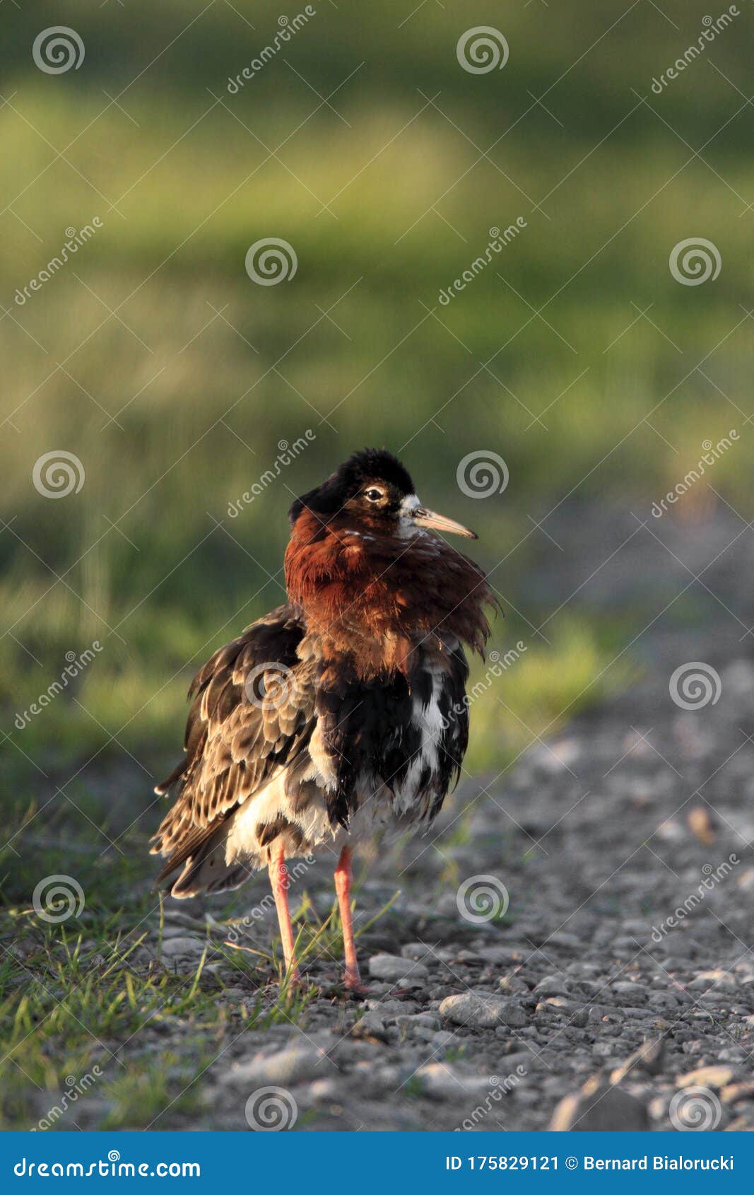 Single Ruff Bird on Grassy Wetlands during a Spring Nesting Period ...