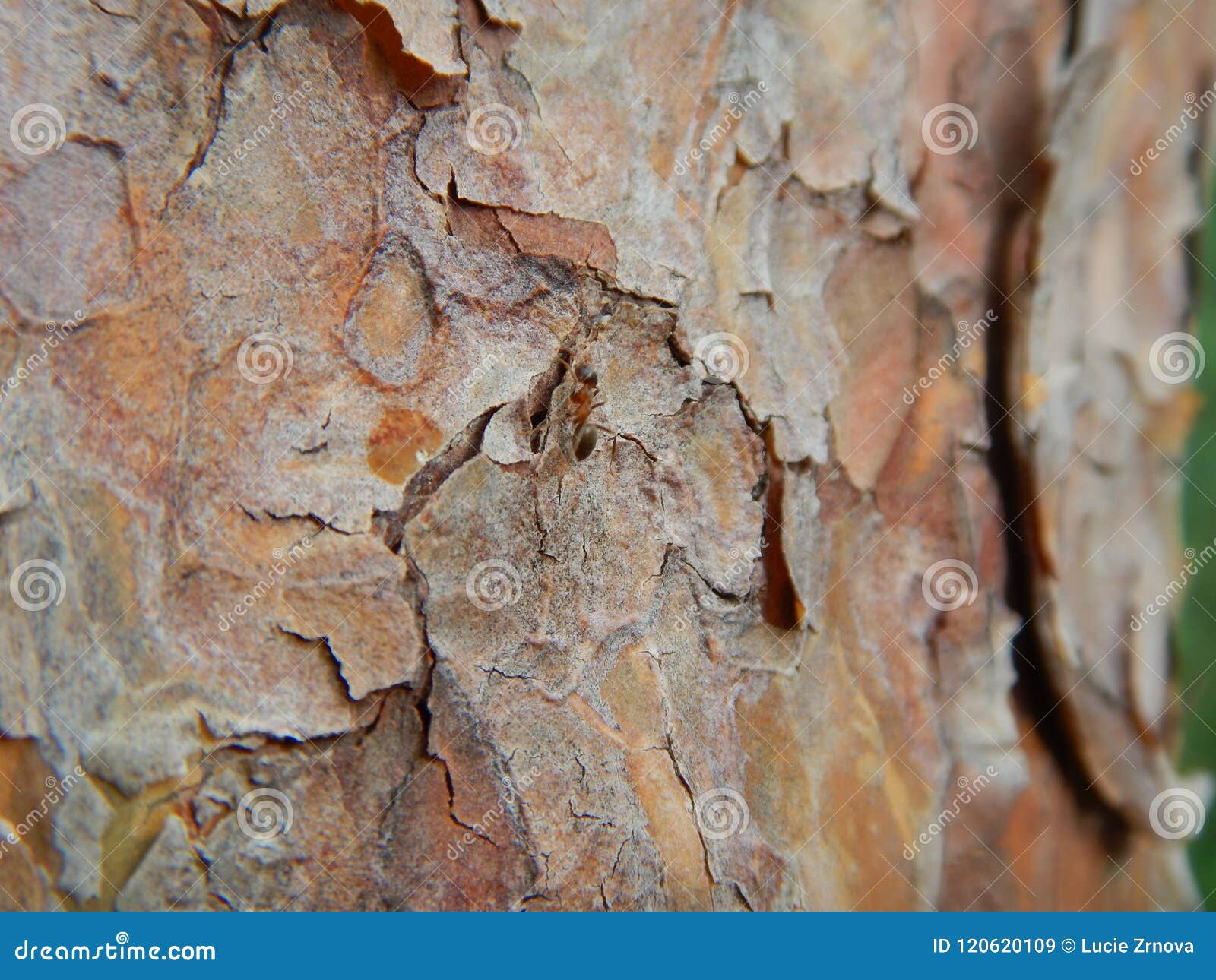 Single an Running on a Pine Skin Stock Image - Image of insect ...