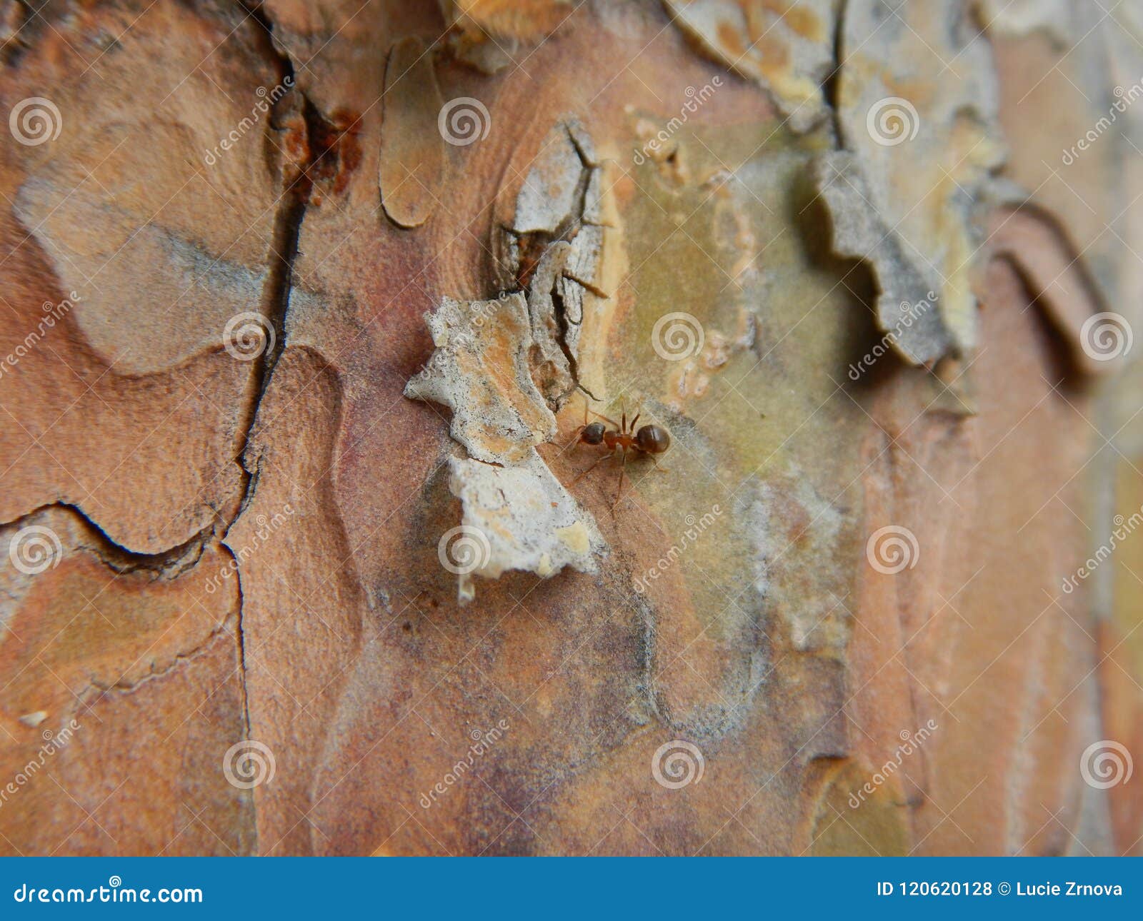 Single an Running on a Pine Skin Stock Photo - Image of nature ...