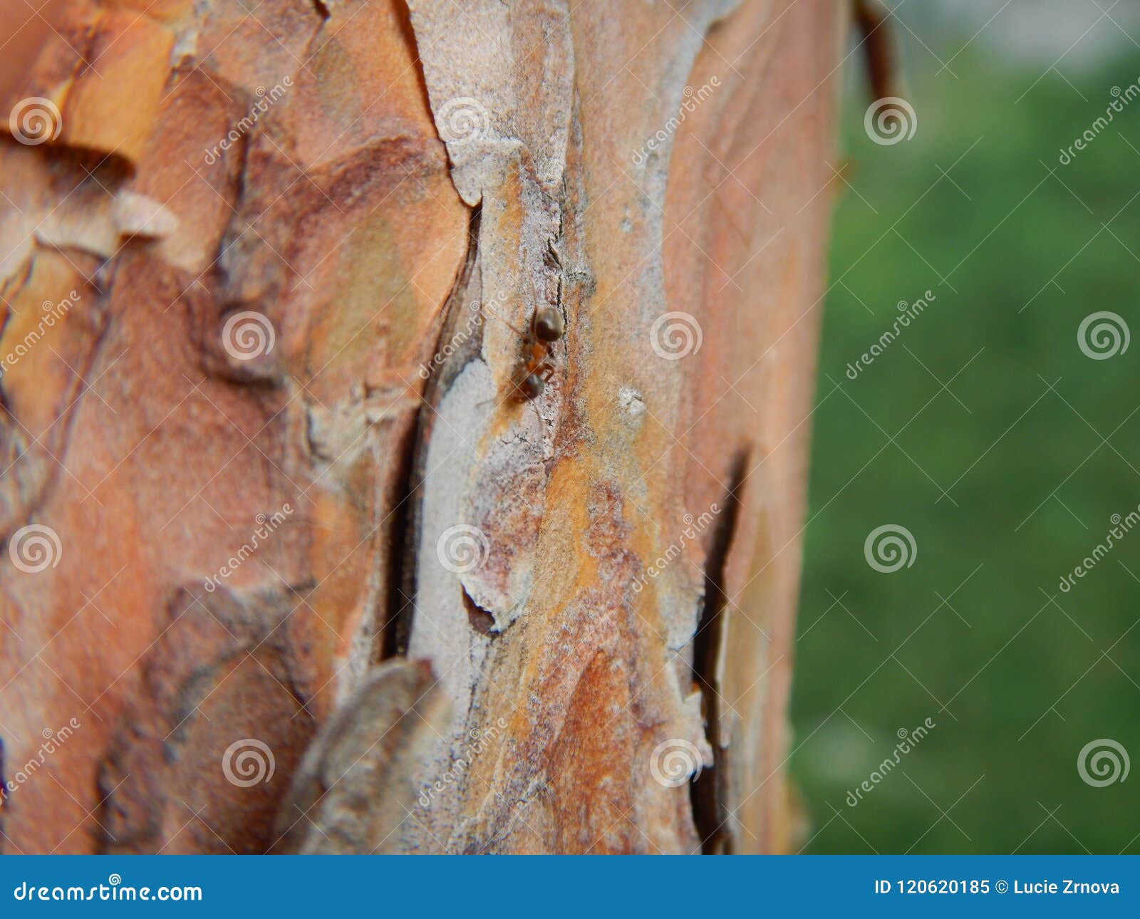 Single an Running on a Pine Skin Stock Image - Image of forest, close ...
