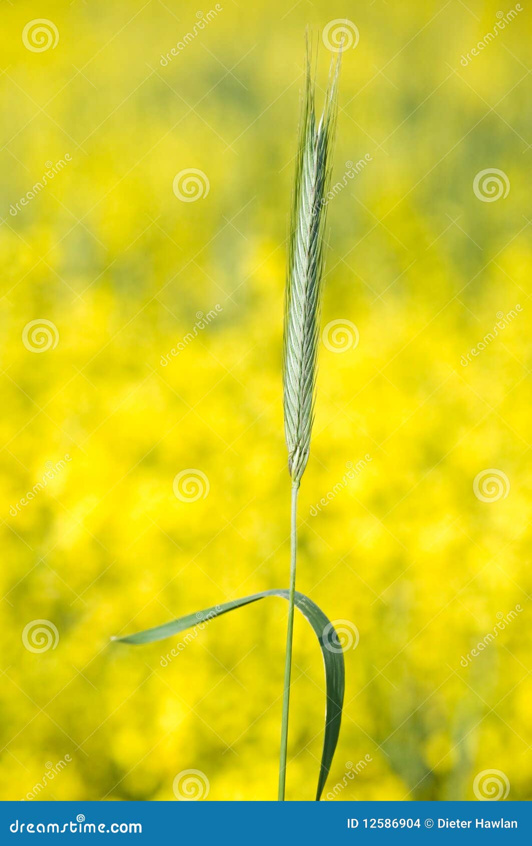 Single Rye stock photo. Image of plant, barley, nutrition - 12586904