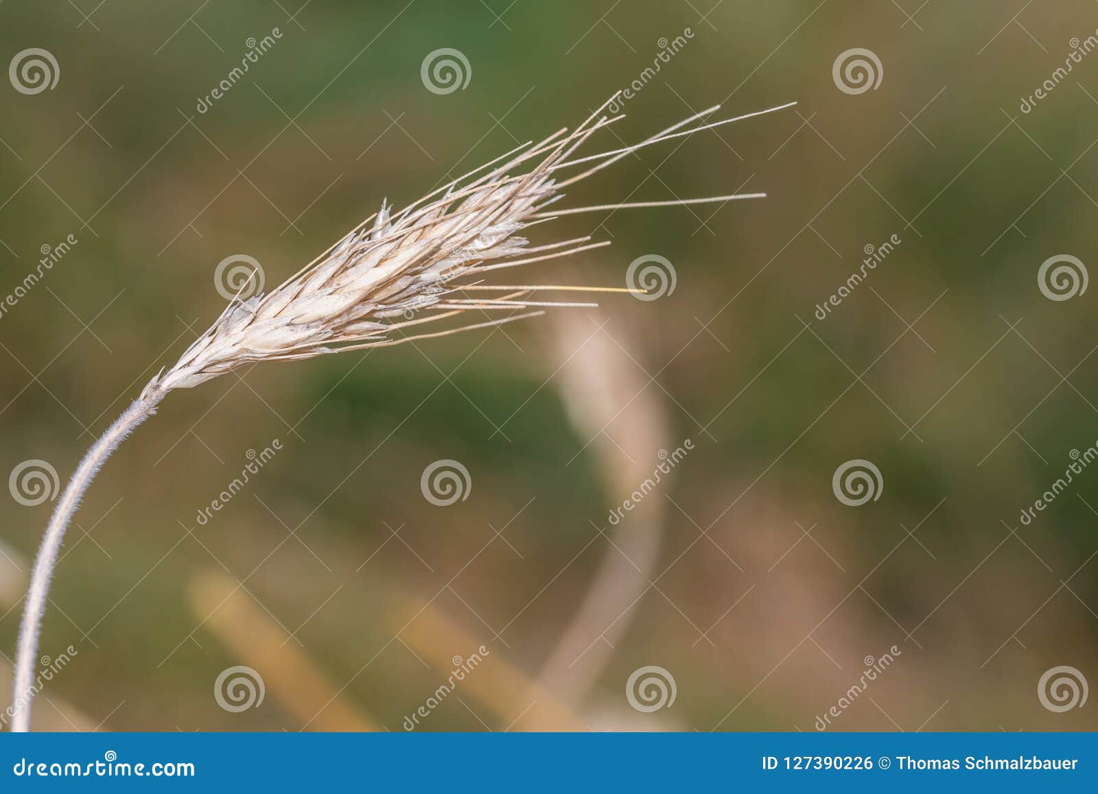 Single Rye Ear on a Field in Bavaria, Germany Stock Photo - Image of ...