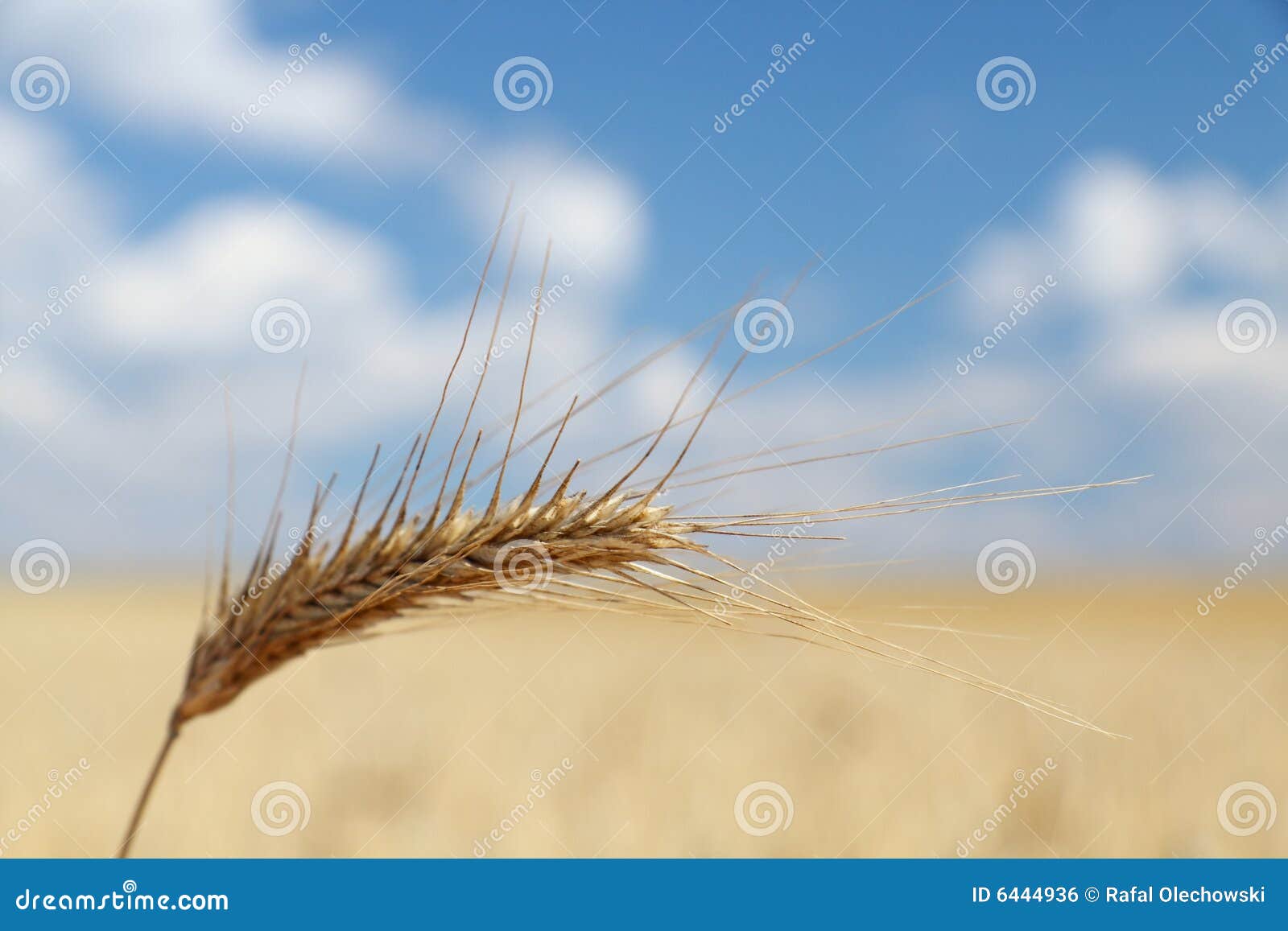 Single rye spike stock photo. Image of blue, season, growth - 6444936