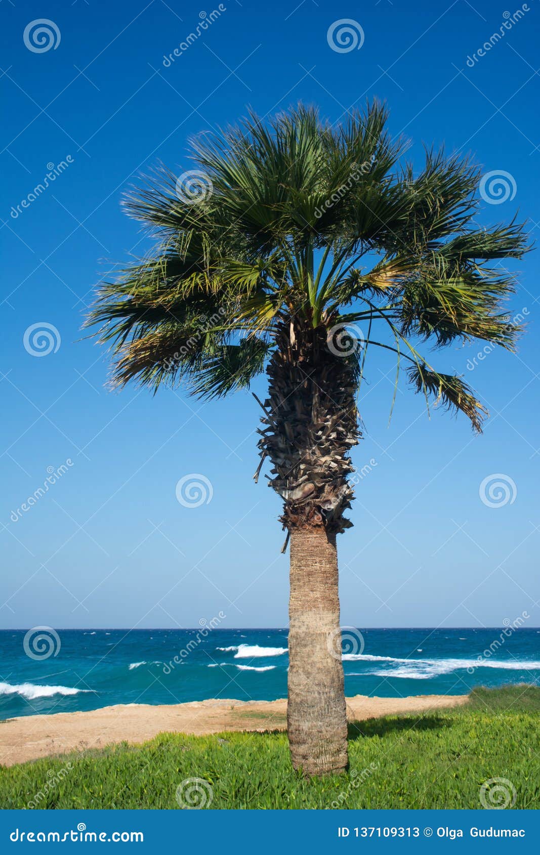 Single Sabal Palm Tree on the Background of Blue Sky and Wavy Sea Stock ...