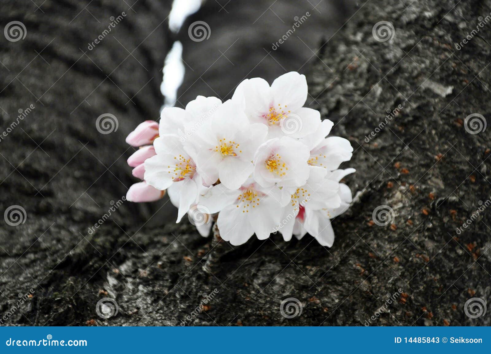 Single Sakura in Full Blossom Stock Image - Image of beginnings ...