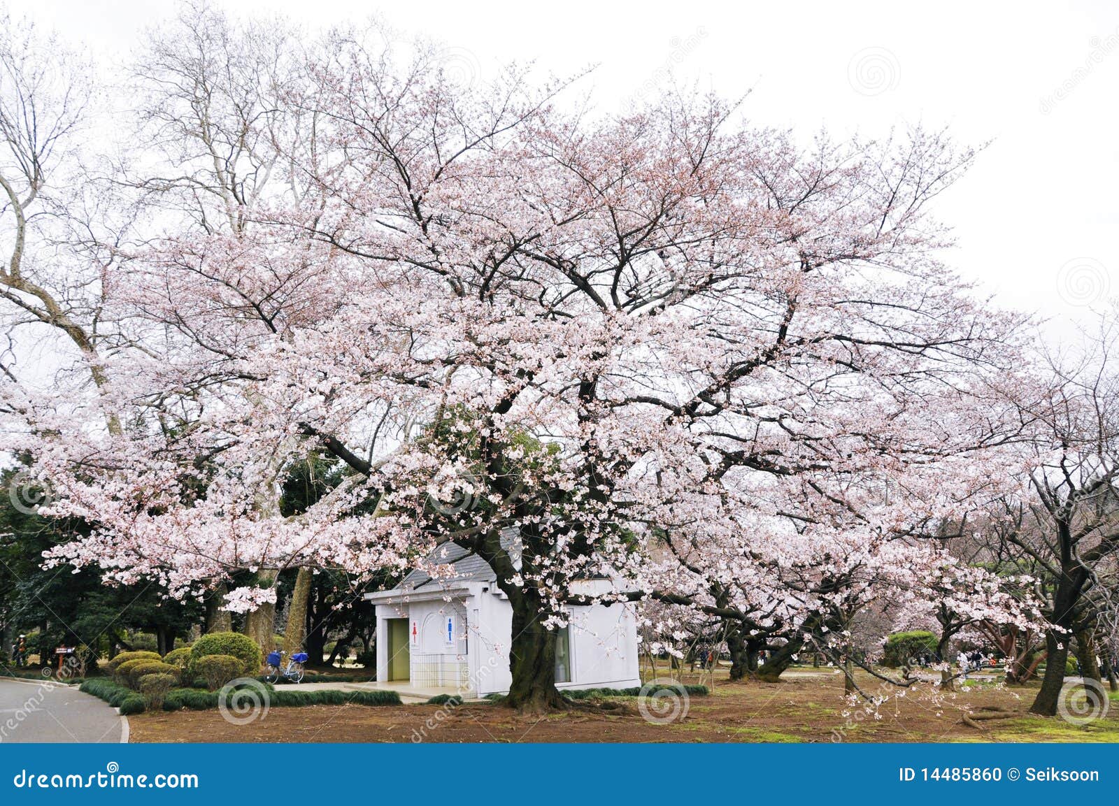 Single Sakura Tree in Full Blossom Stock Photo - Image of kyoto, park ...