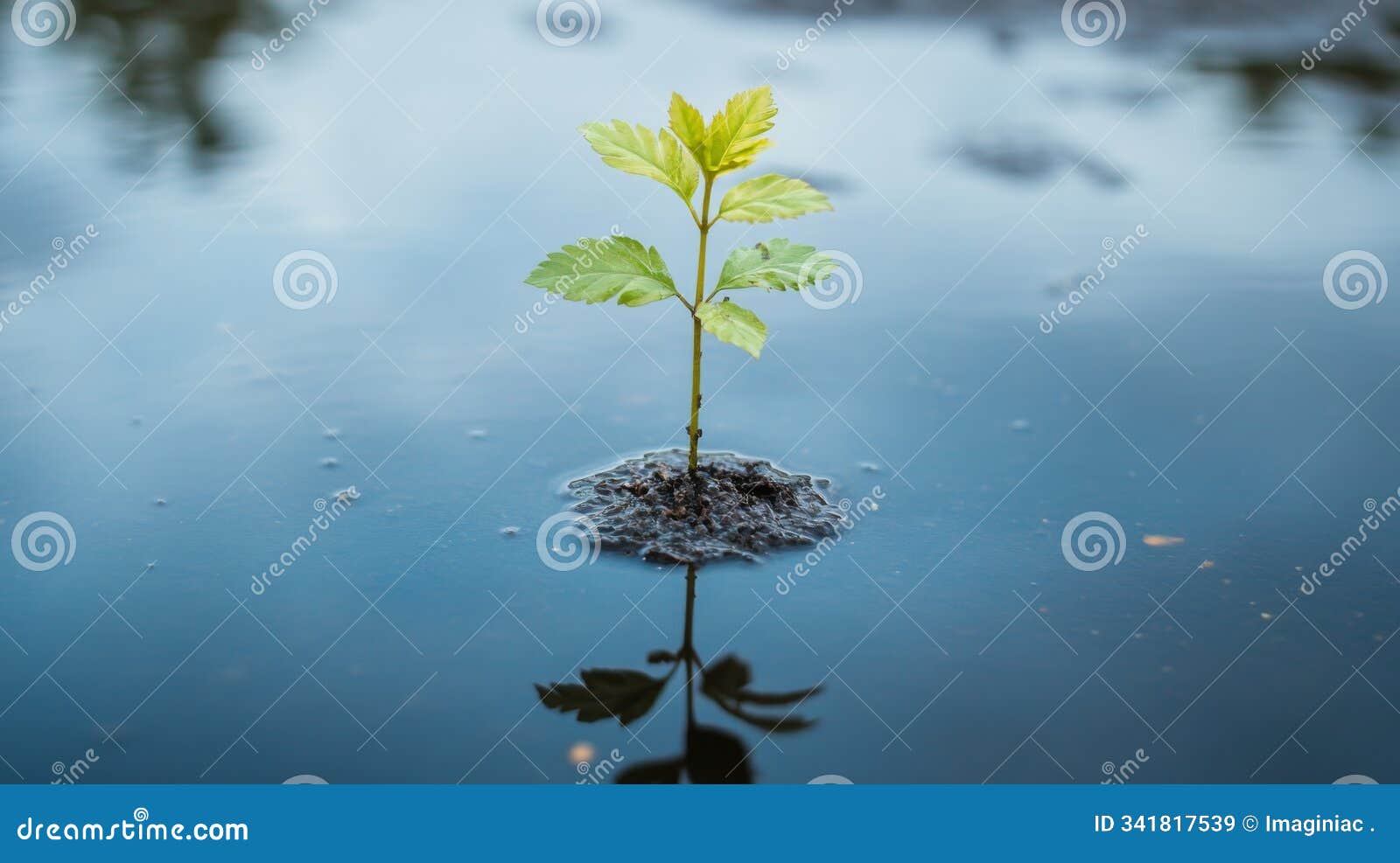 A Single Sapling Growing in a Puddle of Water Stock Illustration ...