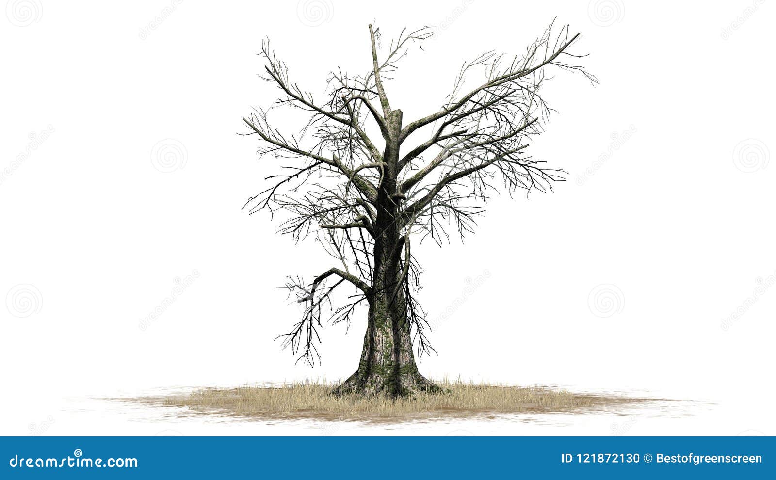 Sassafras Tree Icon Vector Sign And Symbol Isolated On White Background ...