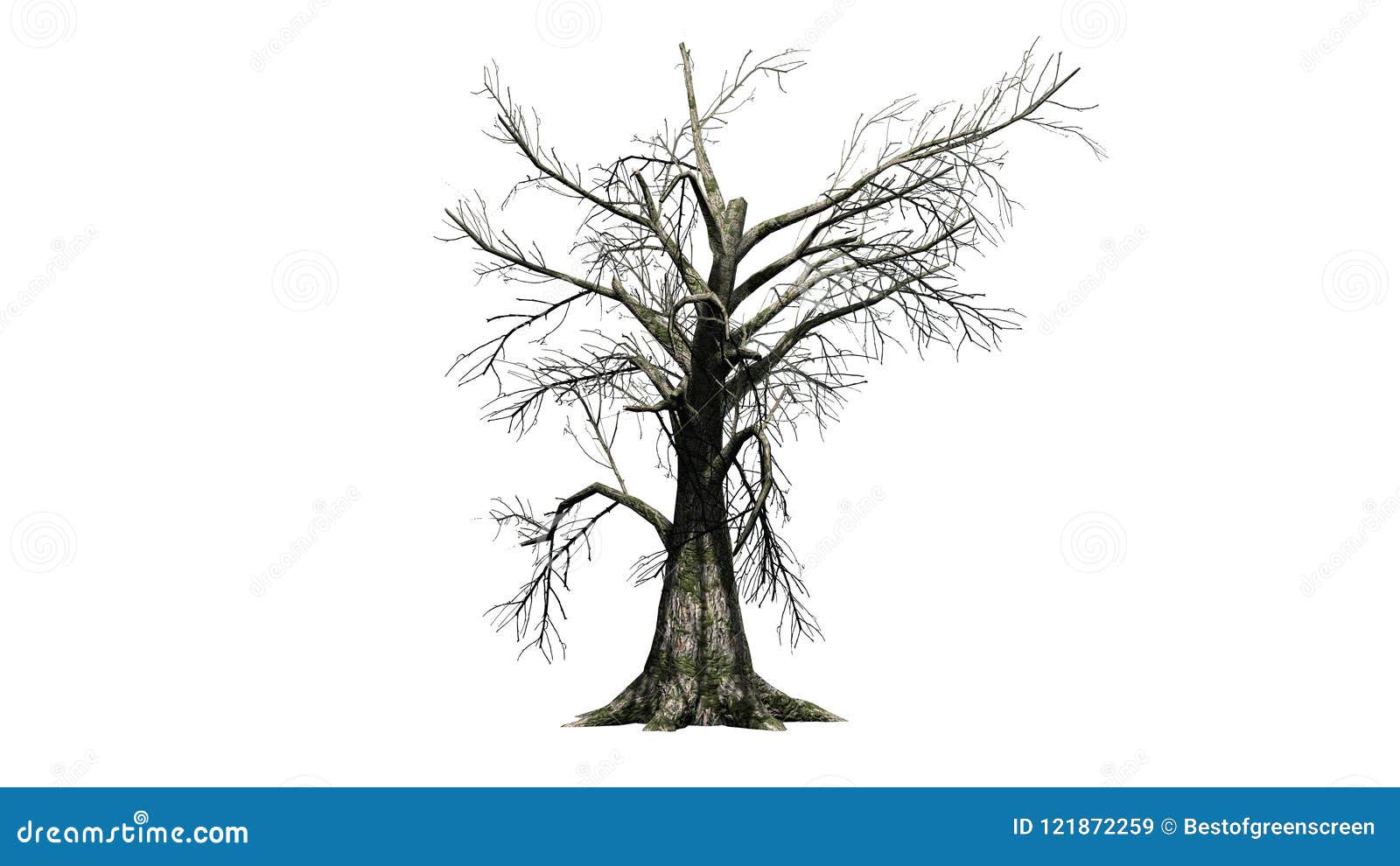 White Sassafras Sassafras Albidum Leaf. Ink Black And White Doodle ...