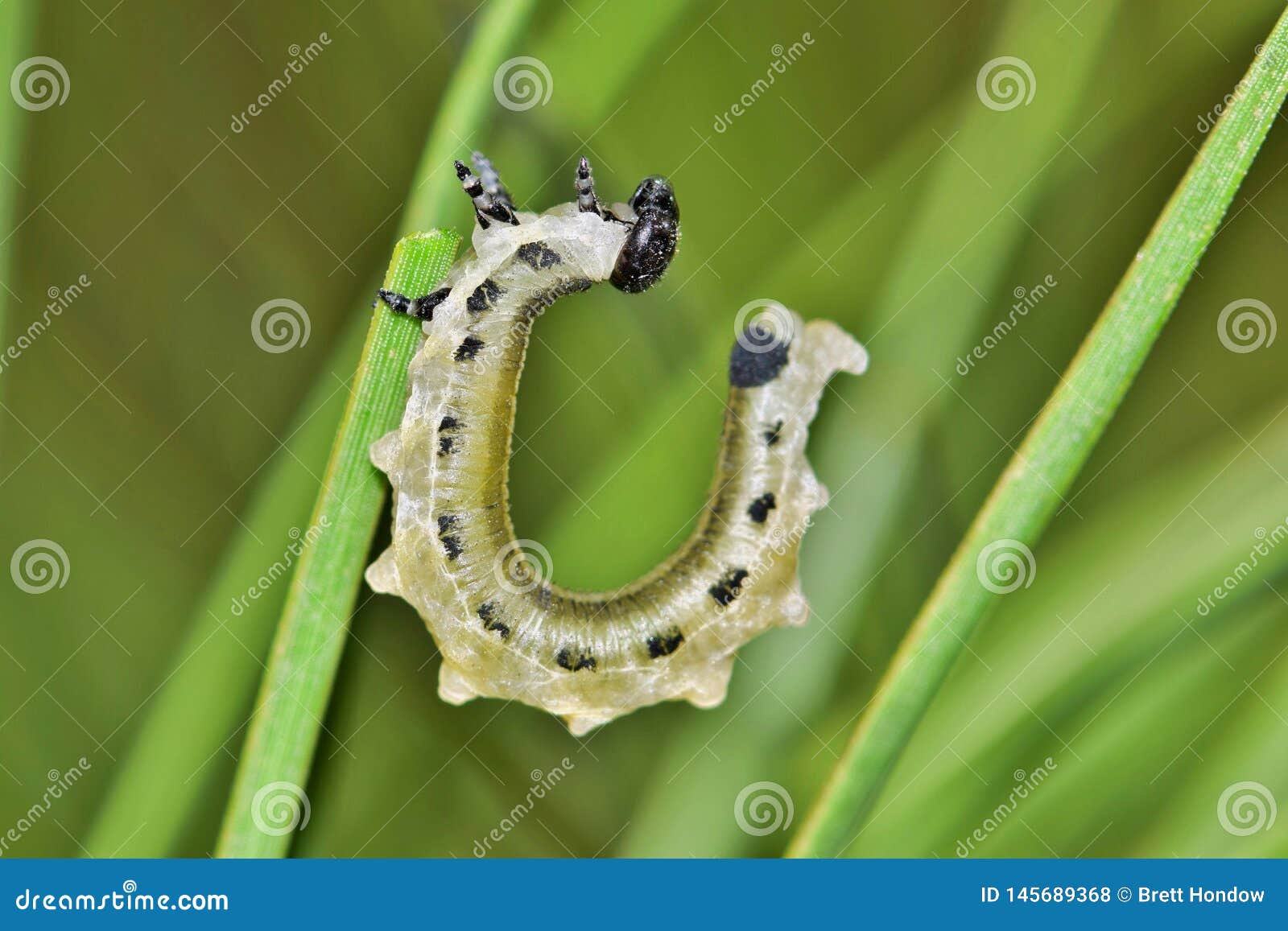 Larva Of A Pine Processionary Moth Or Thaumetopoea Pityocampa Stock ...