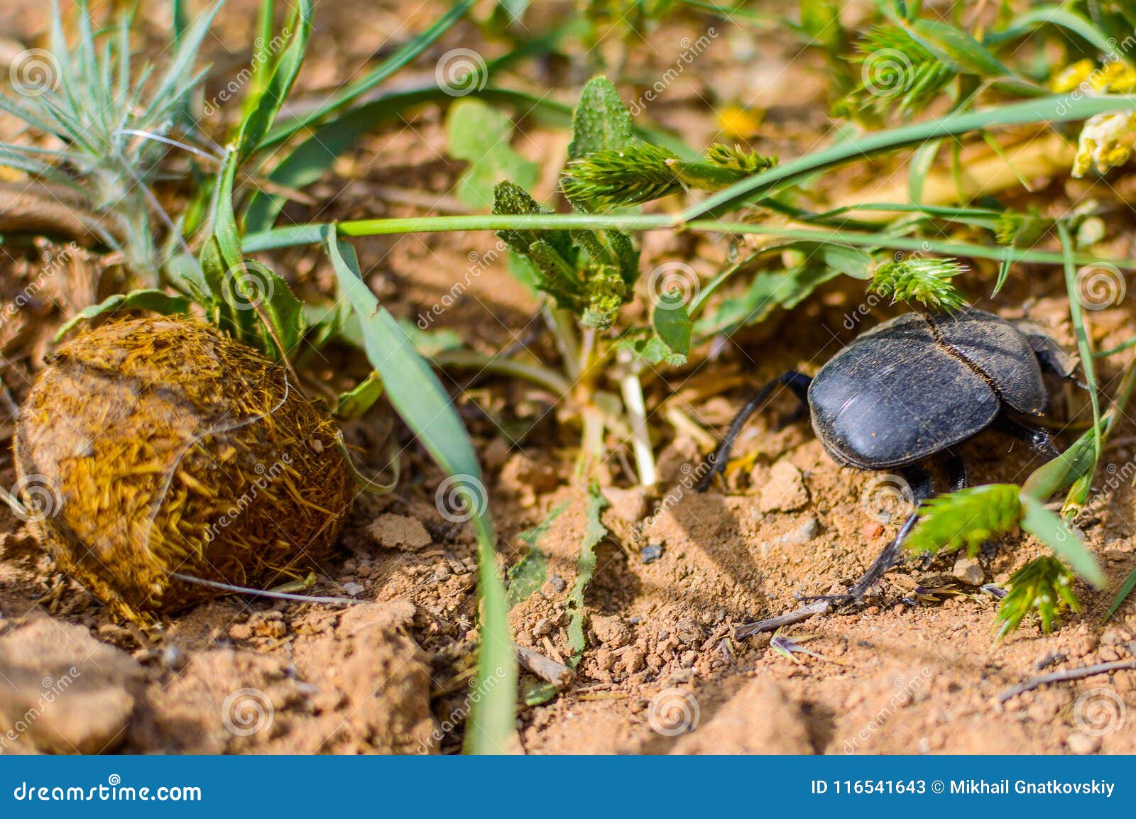 Single Scarabaeus Sacer of Sacred Scarab on Ground Stock Image - Image ...