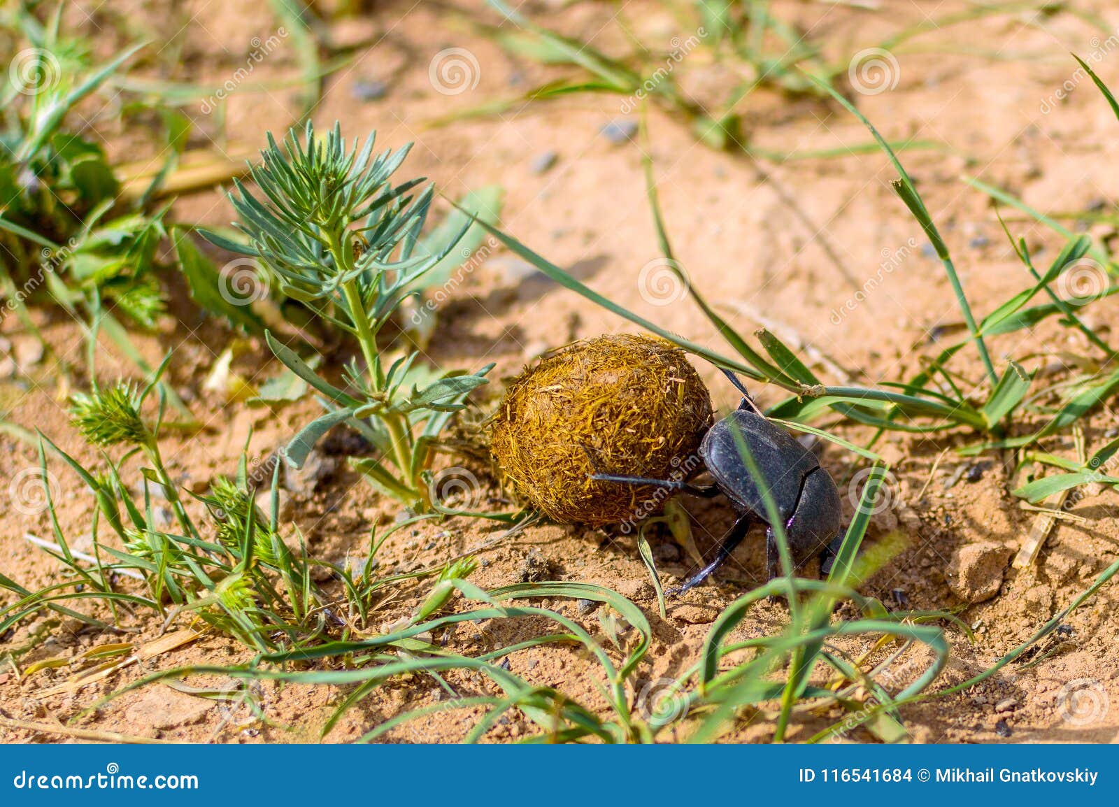 Single Scarabaeus Sacer of Sacred Scarab on Ground Stock Photo - Image ...