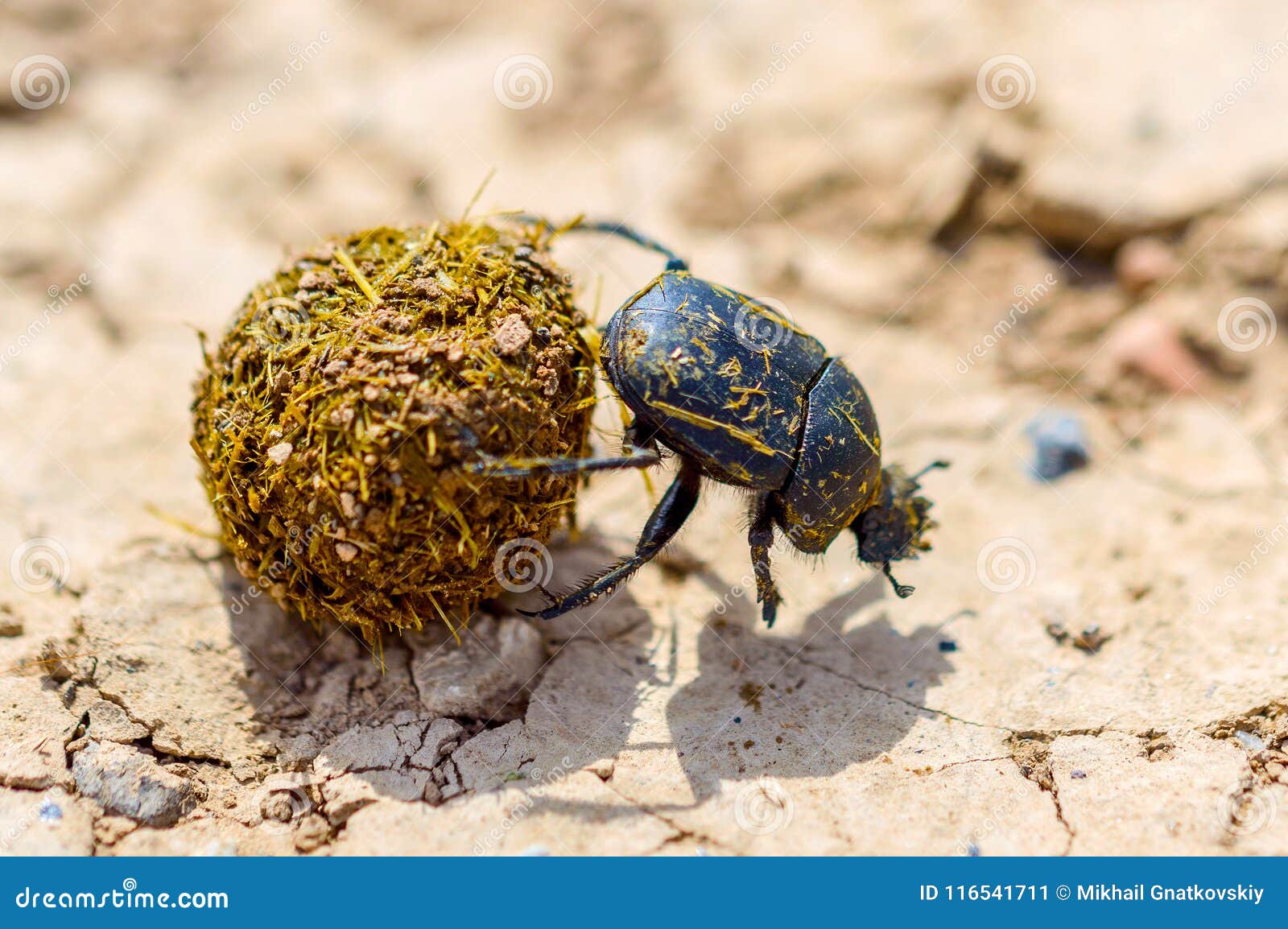 Single Scarabaeus Sacer of Sacred Scarab on Ground Stock Image - Image ...