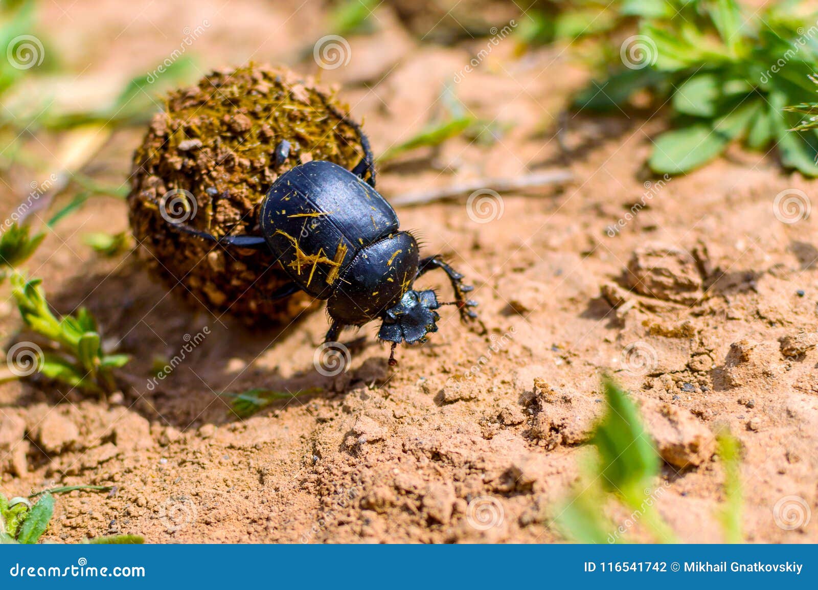 Single Scarabaeus Sacer of Sacred Scarab on Ground Stock Photo - Image ...