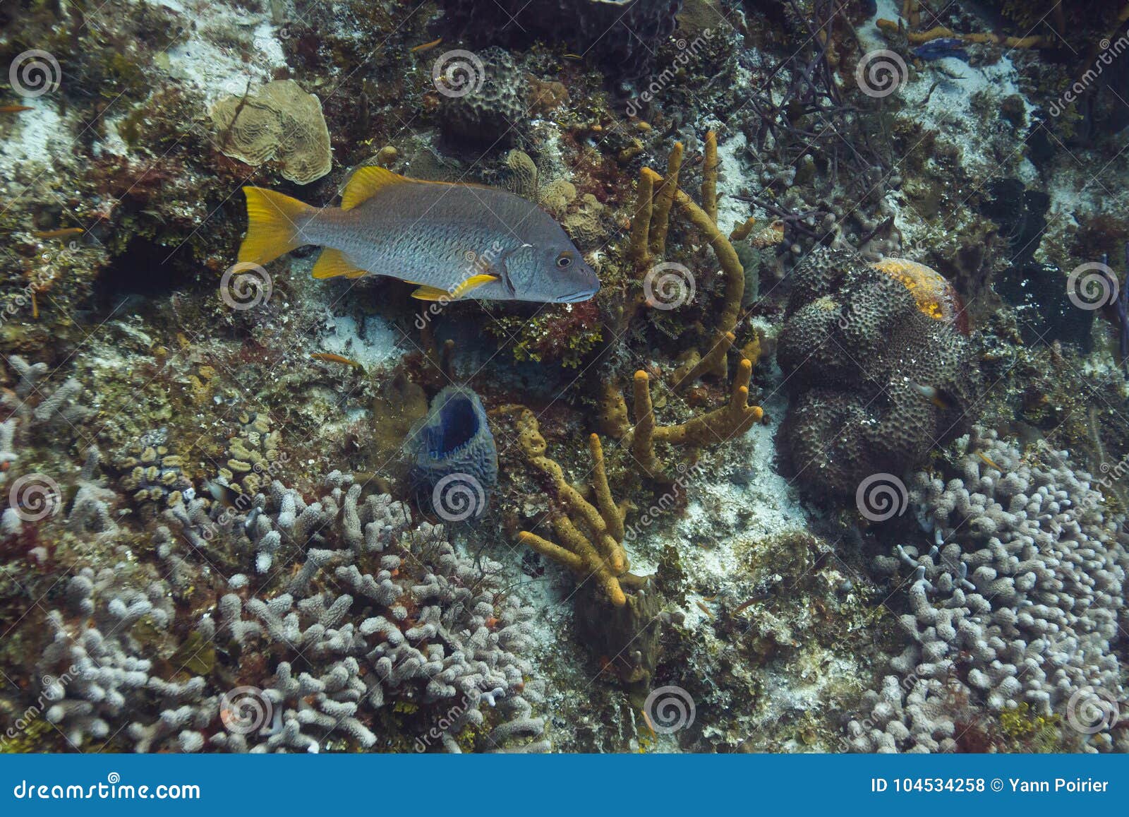 Single schoolmaster fish stock photo. Image of underwater - 104534258