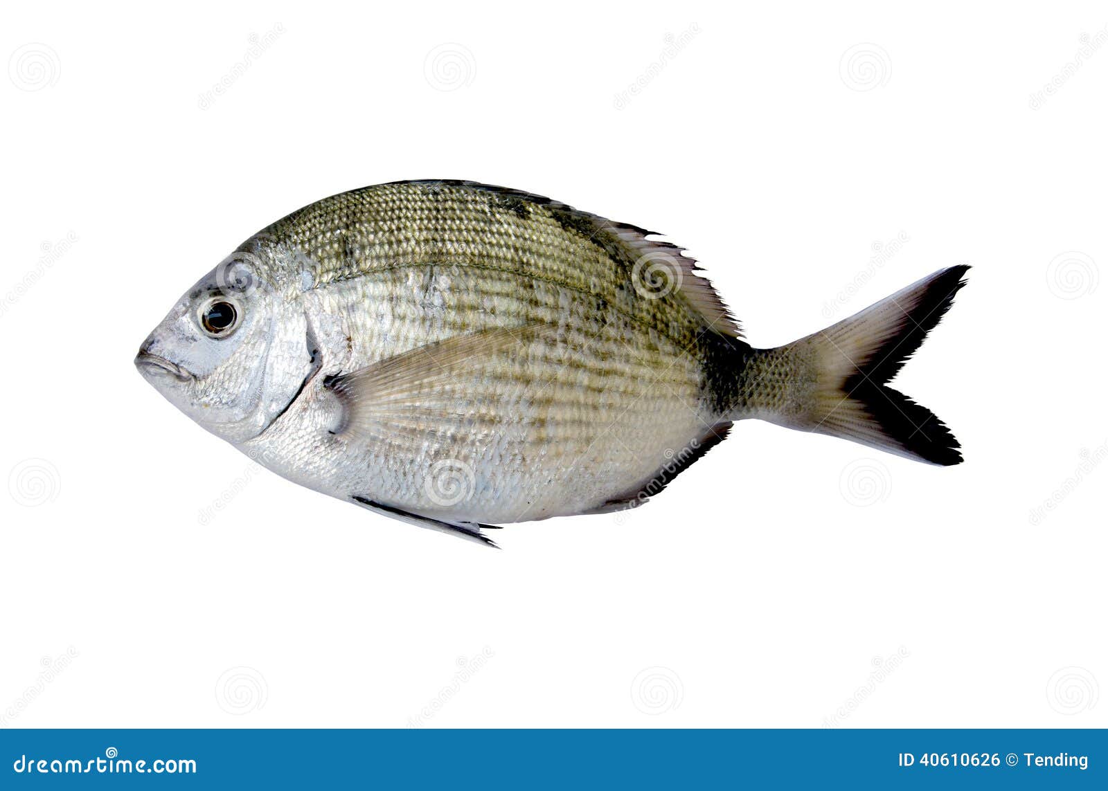 Single Sea Bream fish stock photo. Image of bream, organic - 40610626