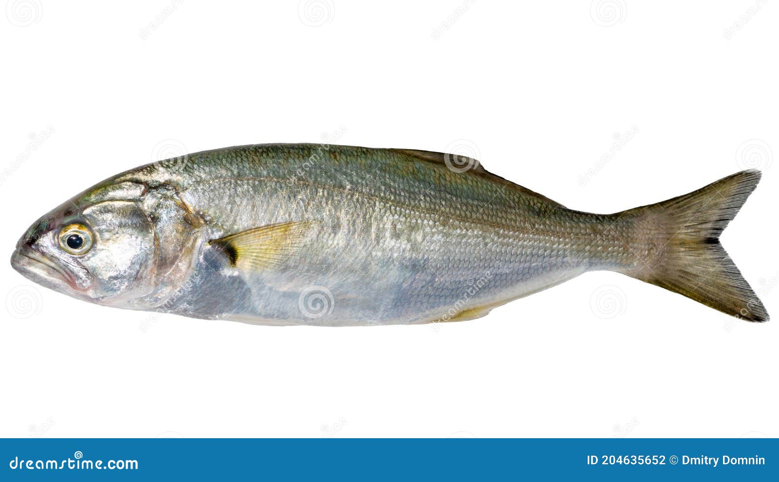 Single Sea Fish Bluefish, Pomatomus Saltatrix Isolated on White Stock ...