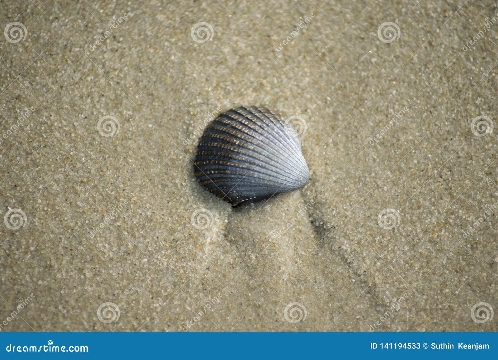 Single Sea Shell on the Beach Stock Image - Image of shell, outdoor ...