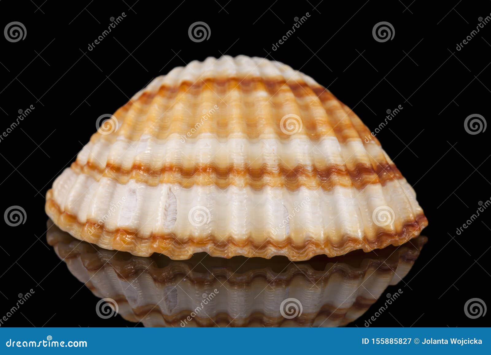 Bivalvia Shell On Sand Stone Rock On Isolated Background Stock Photo ...