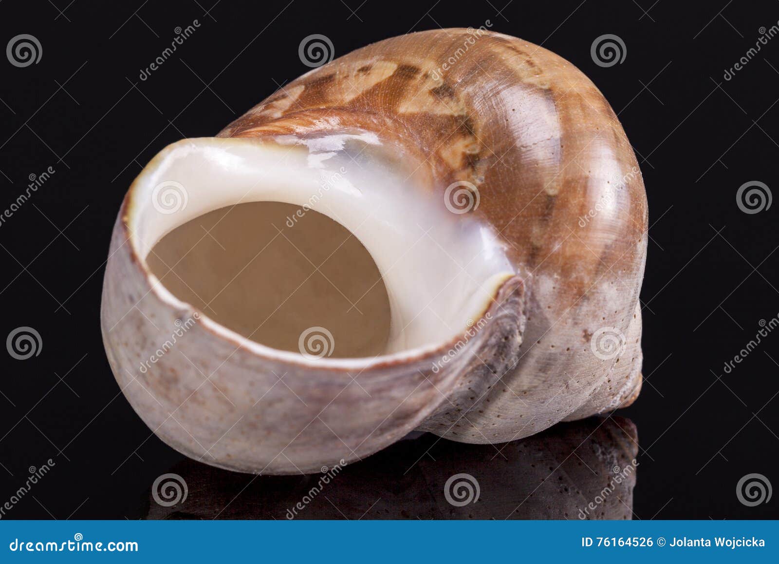 Single Sea Shell of Marine Snail Isolated on Black Background Stock ...
