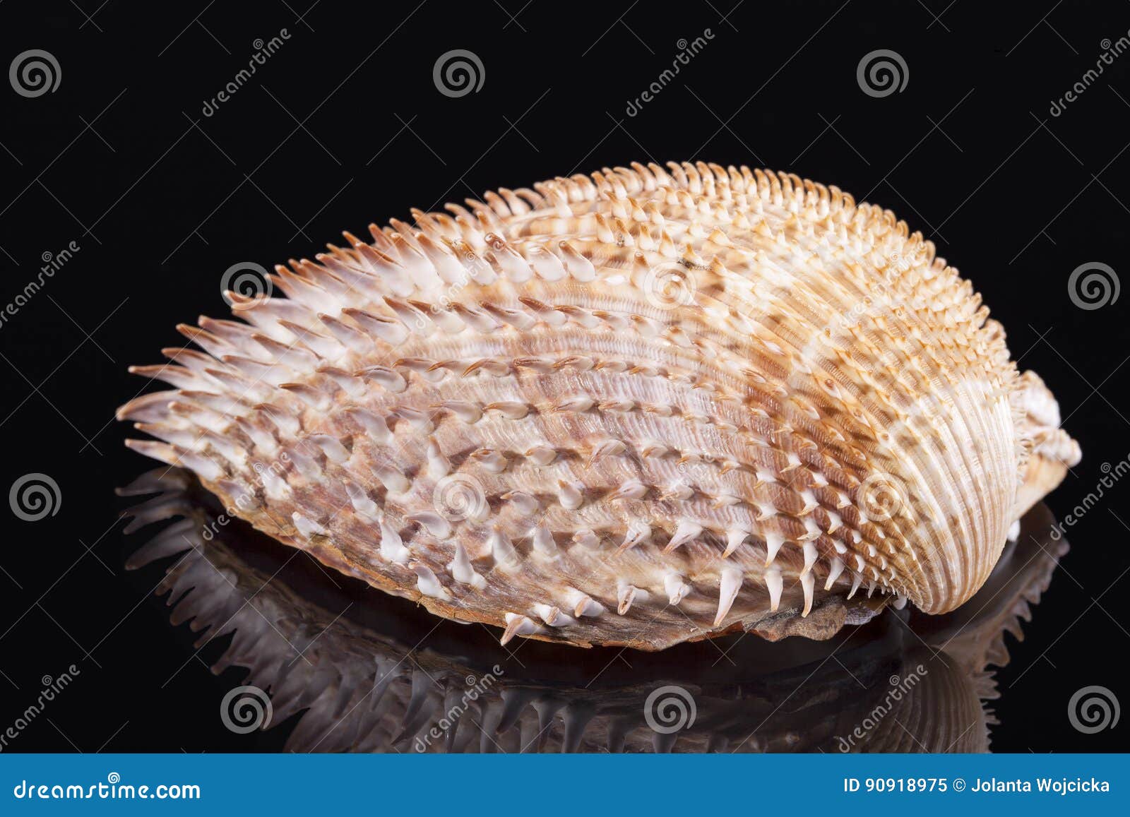 Single Sea Shell of Mollusk Isolated on Black Background Stock Image ...