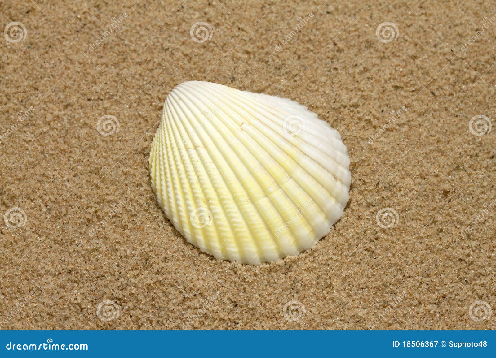 Single Sea Shell on Sandy Beach Stock Image - Image of background ...