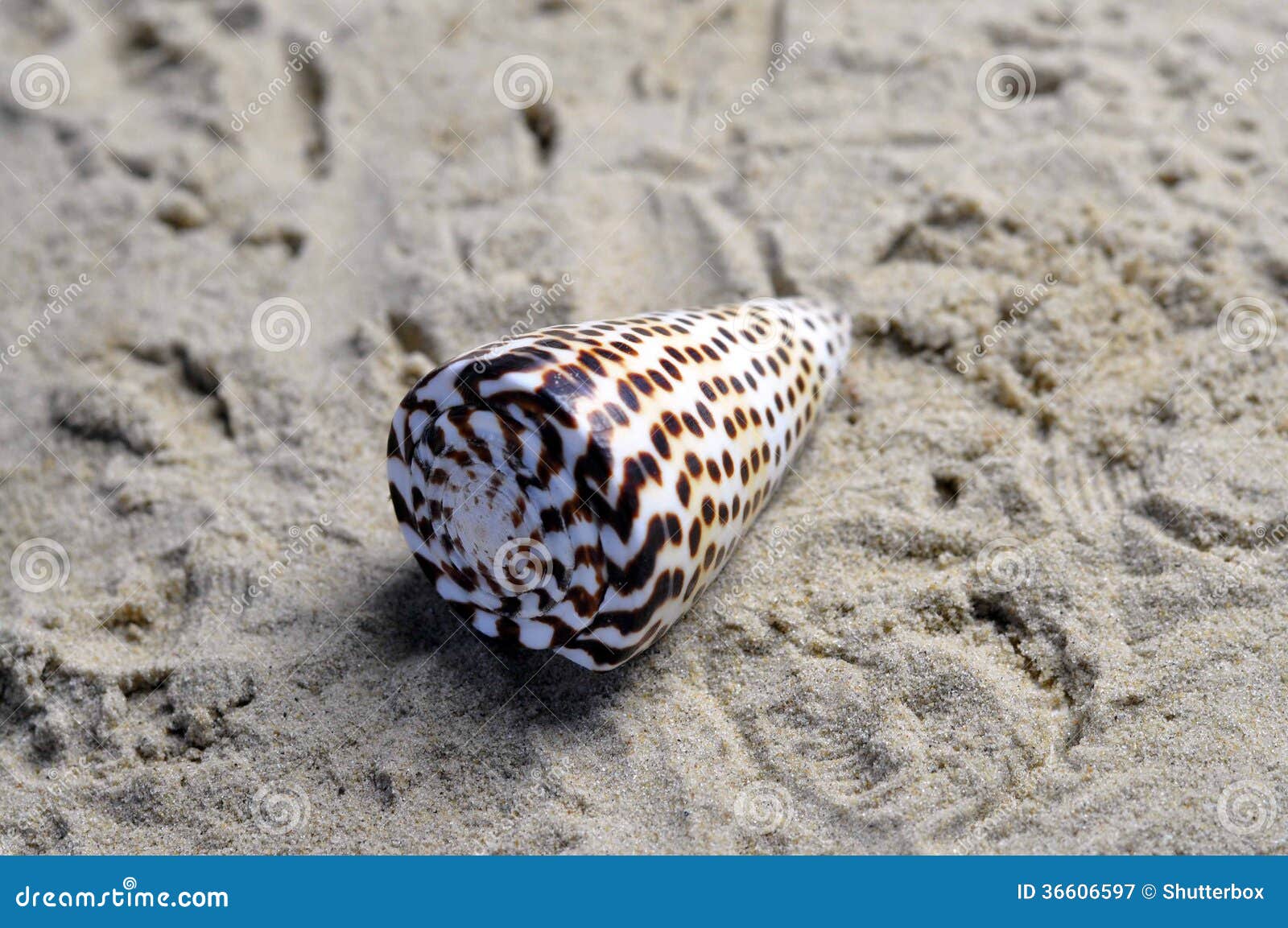 Single Sea Shell on a Sandy Beach Stock Image - Image of mussel ...