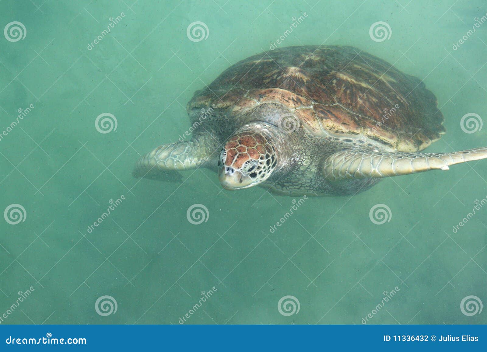 Single Sea Turtle stock photo. Image of environment, head - 11336432