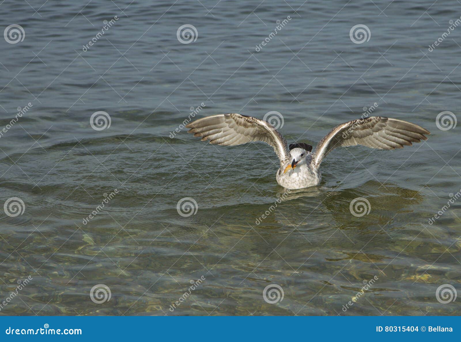 The Single Seagull Catching the Food Stock Photo - Image of catching ...