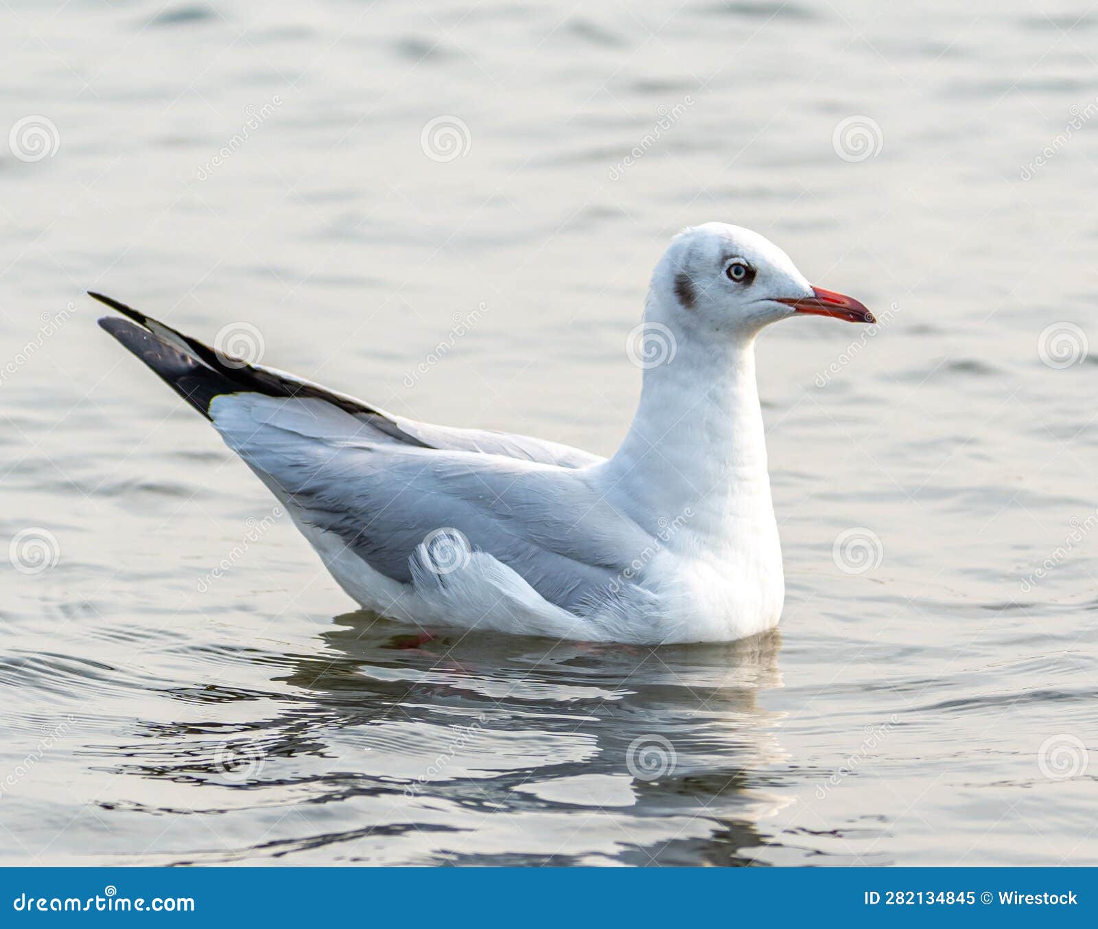 Single Seagull Floating in the Water Stock Image - Image of single ...