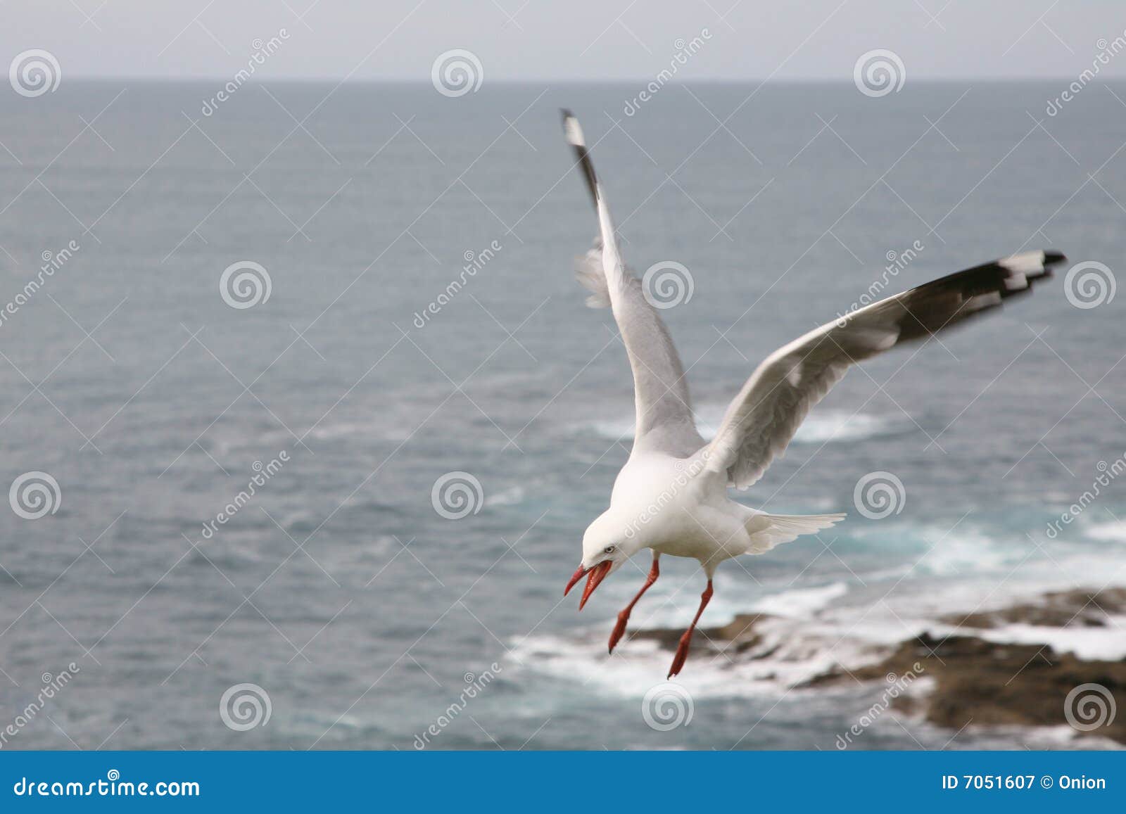 Seagull Flying Towards An Enormous Fake Great White Shark Royalty-Free ...