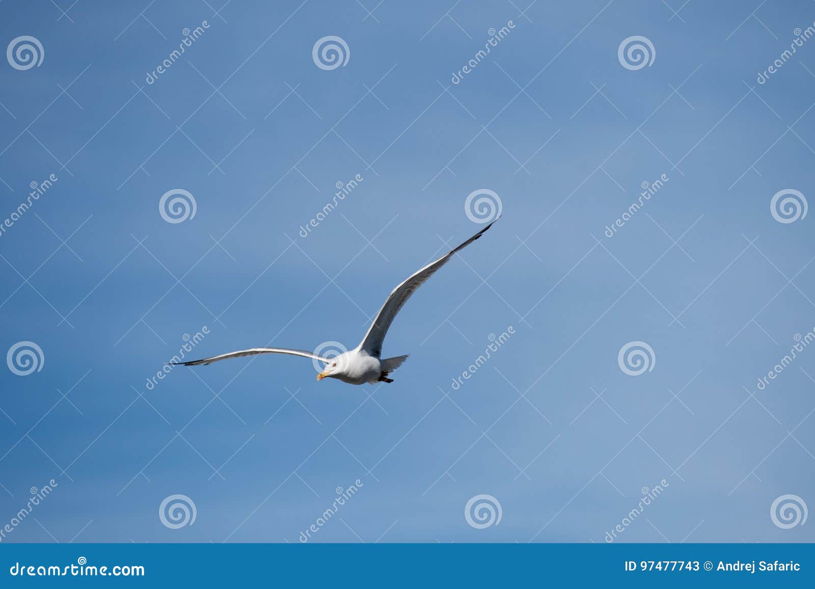 Single Seagull Flying Bird with Open Wings on Clear Blue Sky Stock ...