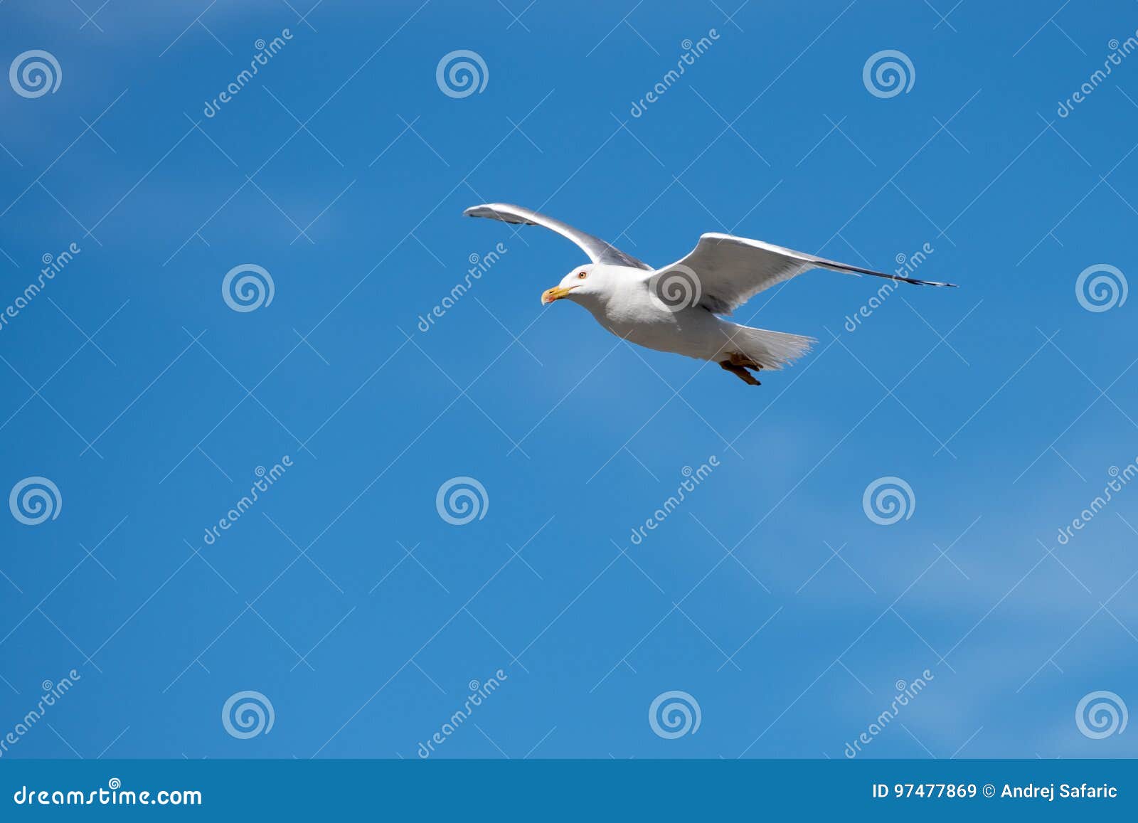 Single Seagull Flying Bird with Open Wings on Clear Blue Sky Stock ...